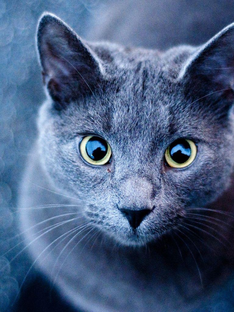 Cat iPad Wallpapers - Top Free Cat iPad Backgrounds - WallpaperAccess