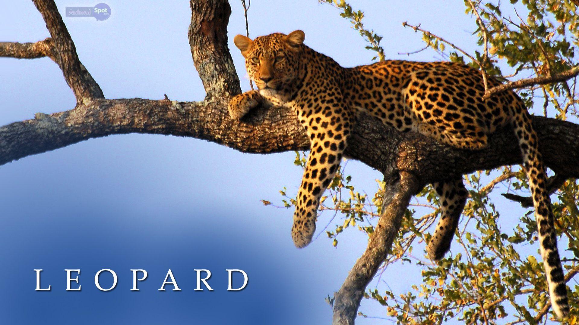Leopard Desktop Wallpapers - Top Free Leopard Desktop Backgrounds ...