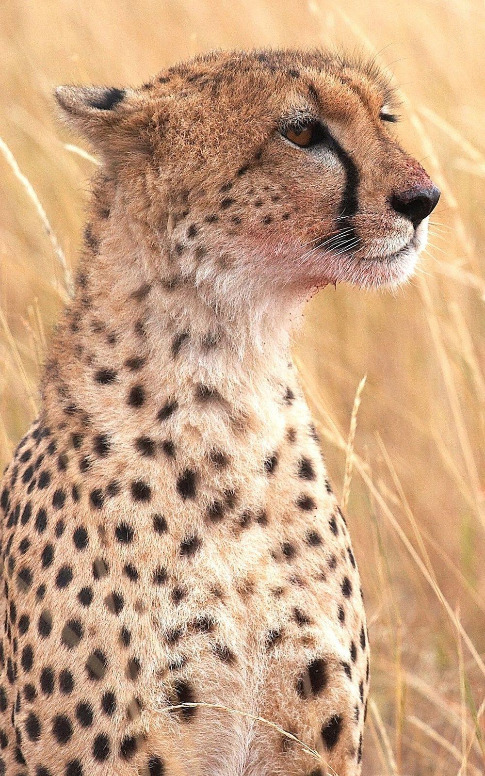 Cheetah Phone Wallpapers - Top Free Cheetah Phone Backgrounds ...