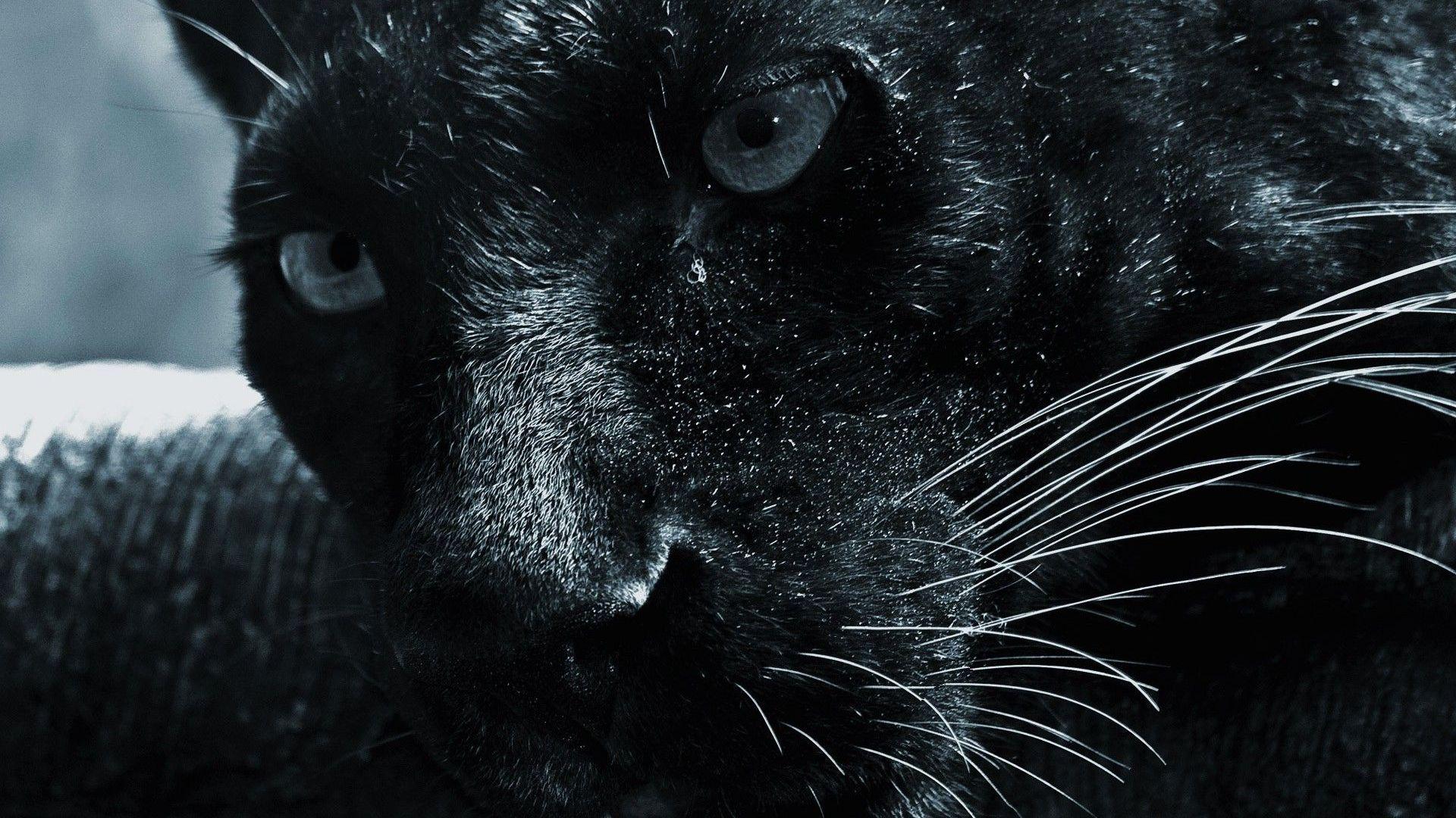 Black Leopard Wallpapers - Top Free Black Leopard Backgrounds ...