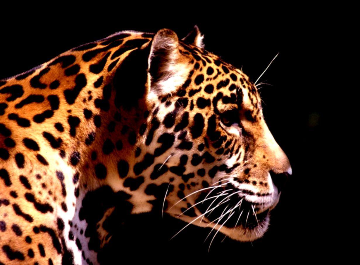 Cool Leopard Wallpapers - Top Free Cool Leopard Backgrounds ...