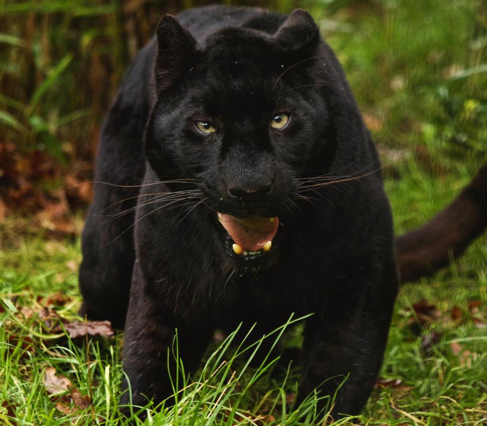 Black Leopard Wallpapers - Top Free Black Leopard Backgrounds ...