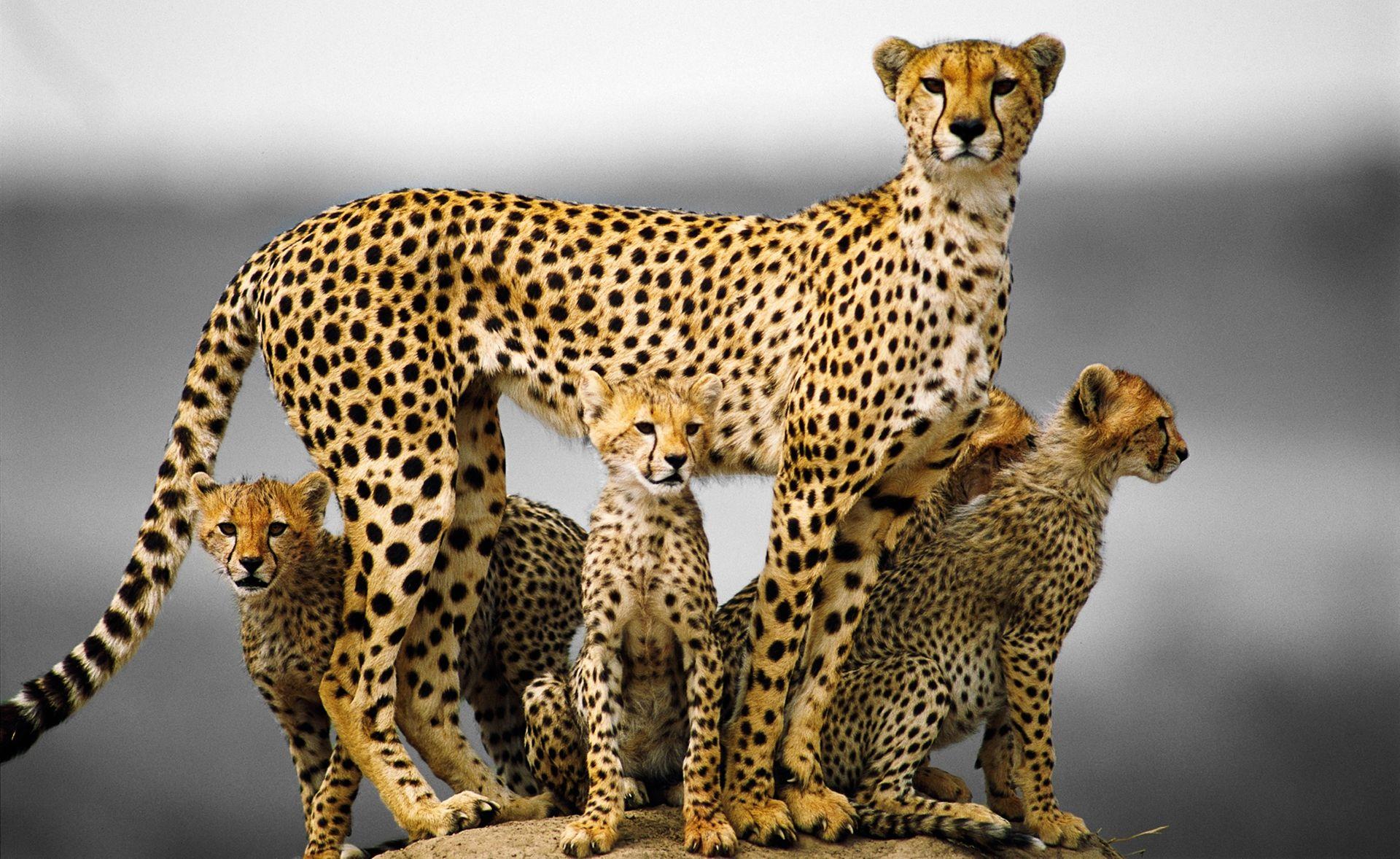 Cheetah Family Wallpapers - Top Free Cheetah Family Backgrounds ...