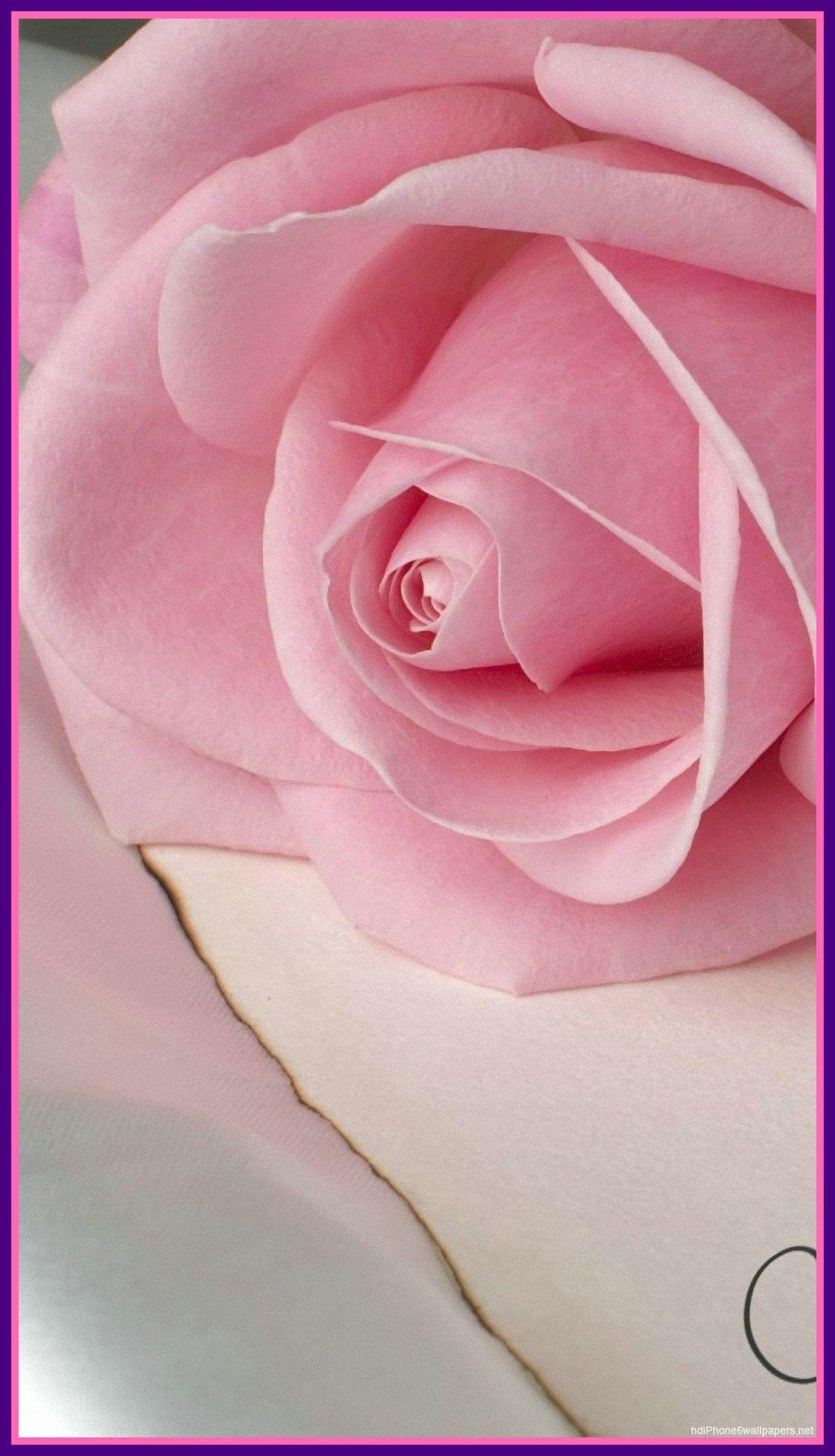 Apple iPhone Rose Wallpapers - Top Free Apple iPhone Rose Backgrounds ...