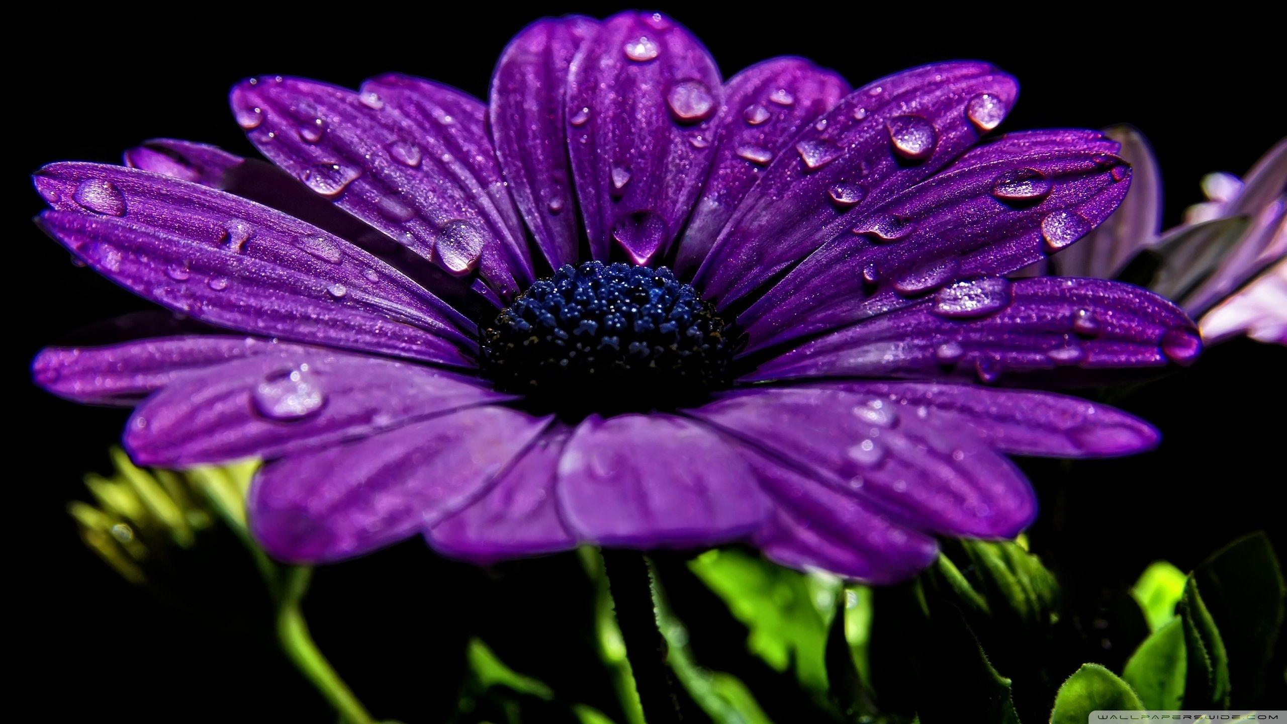 Purple Flowers HD Wallpapers - Top Free Purple Flowers HD Backgrounds ...
