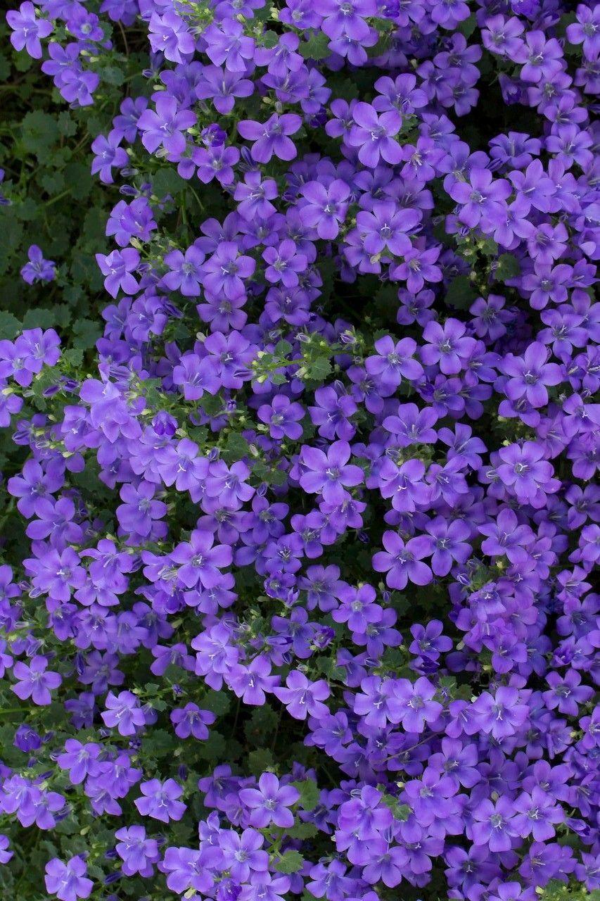 Blue and Purple Flowers Wallpapers - Top Free Blue and Purple Flowers ...