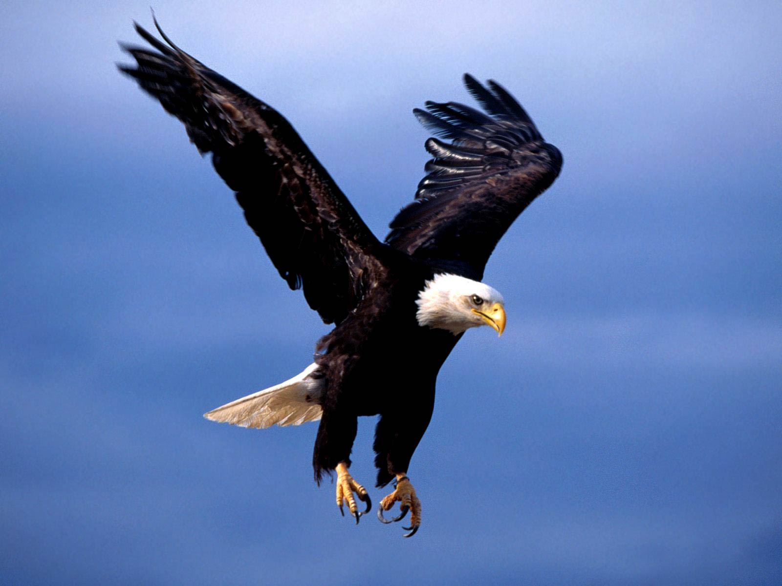 Bald Eagle Wallpapers - Top Free Bald Eagle Backgrounds - WallpaperAccess