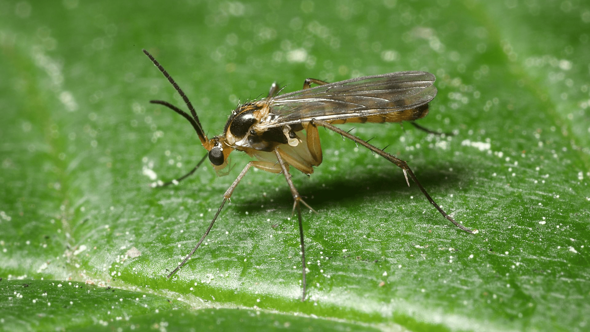 Gnat Wallpapers - Top Free Gnat Backgrounds - WallpaperAccess