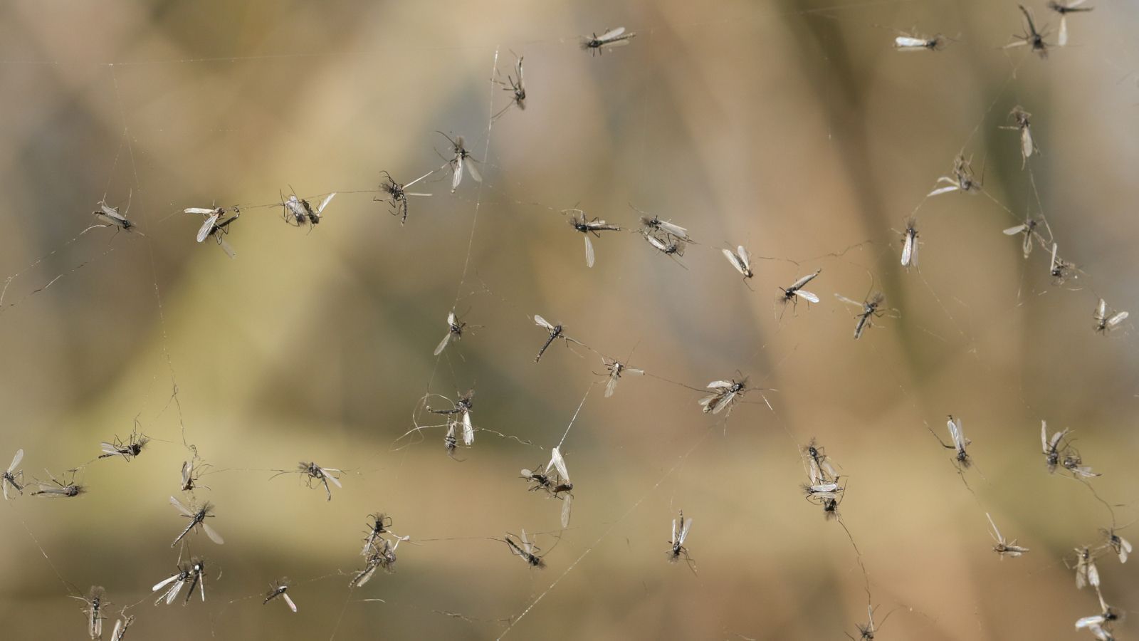 Gnat Wallpapers - Top Free Gnat Backgrounds - WallpaperAccess