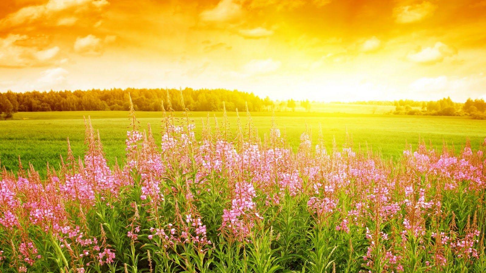Summer Landscape Wallpapers - Top Free Summer Landscape Backgrounds ...