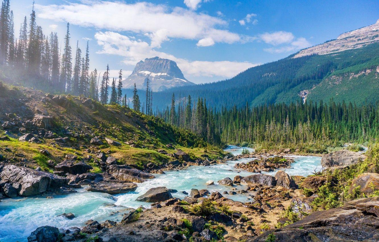 Forest Landscape Wallpapers - Top Free Forest Landscape Backgrounds ...
