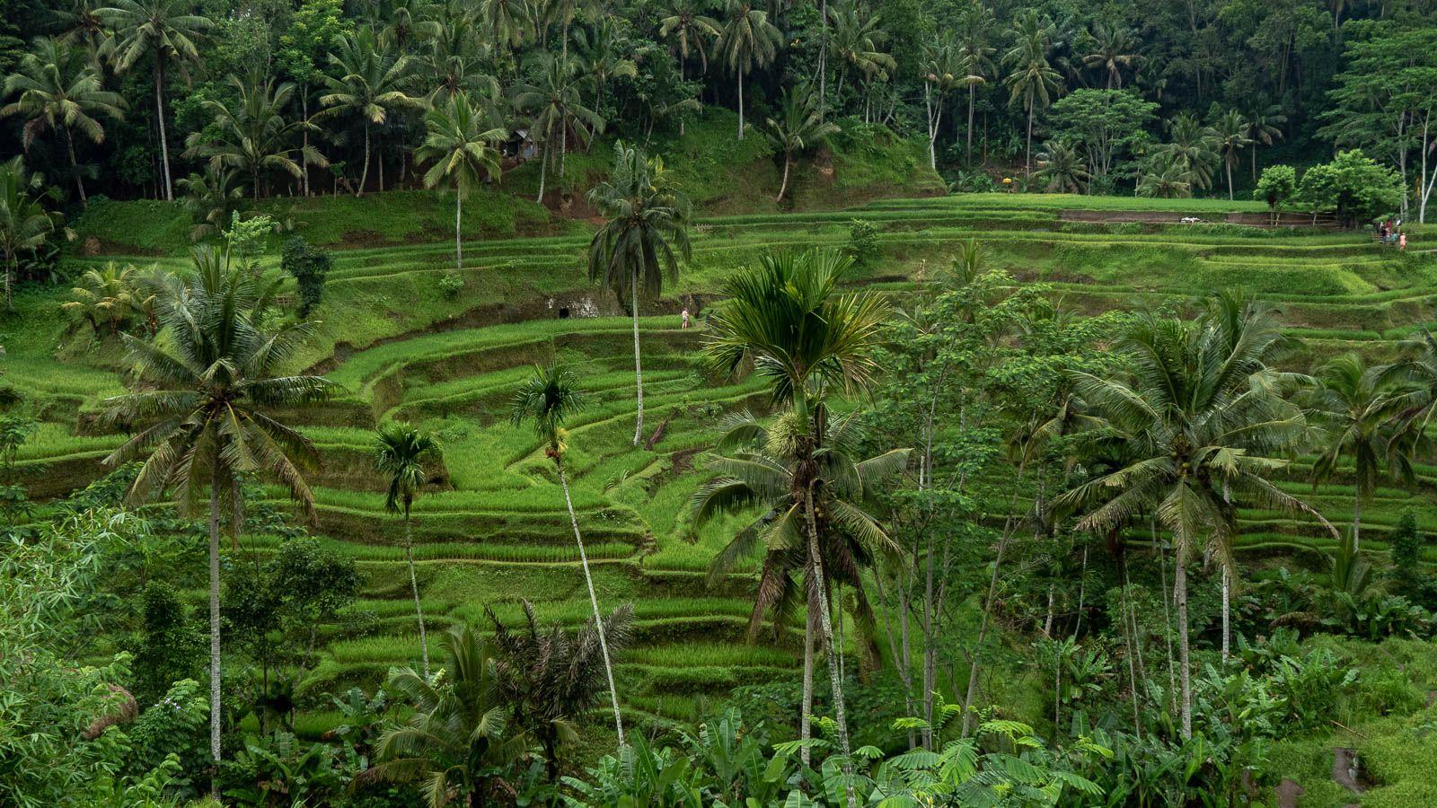 Ubud Bali Wallpapers - Top Free Ubud Bali Backgrounds - WallpaperAccess