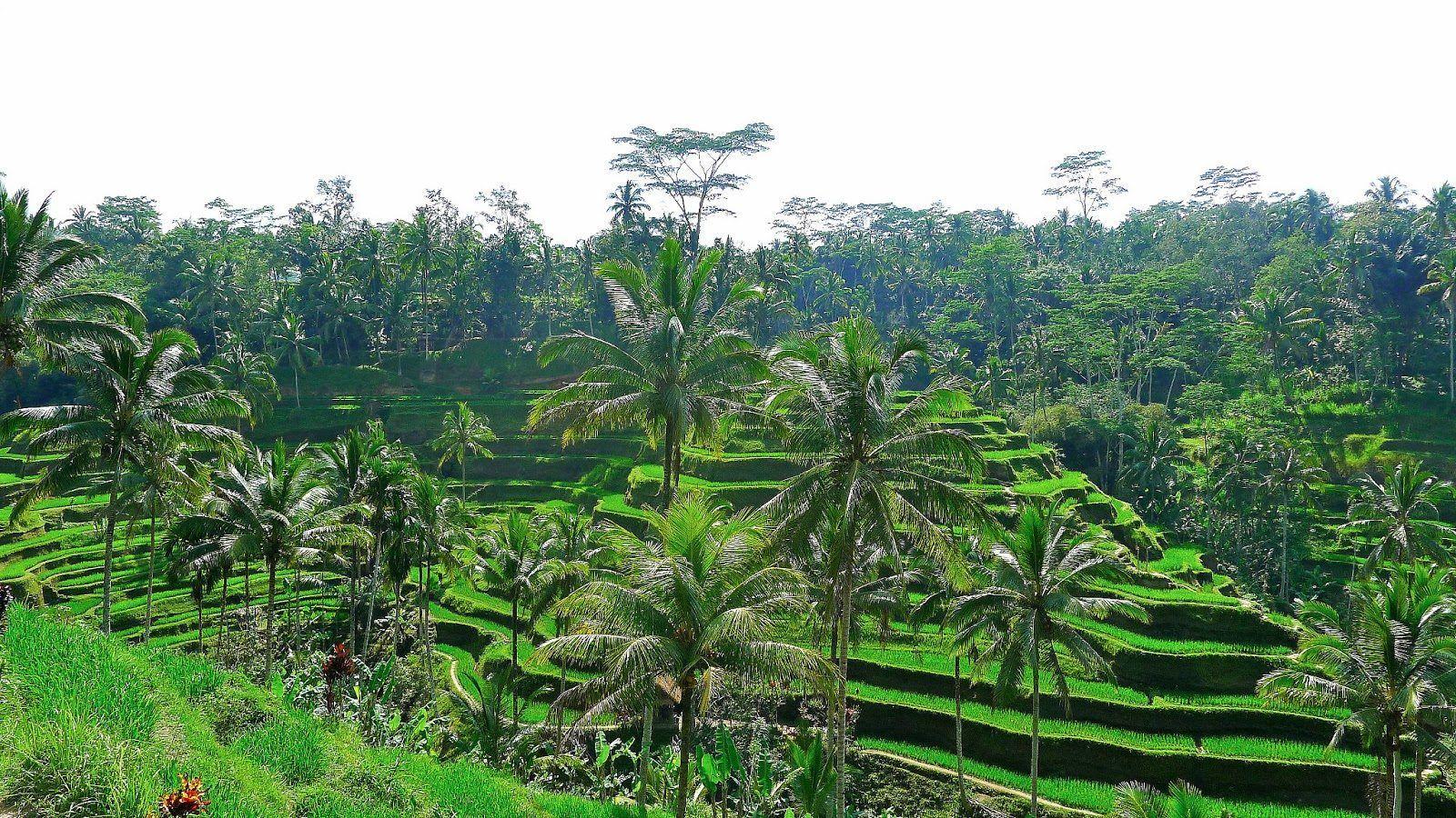 Ubud Bali Wallpapers - Top Free Ubud Bali Backgrounds - WallpaperAccess
