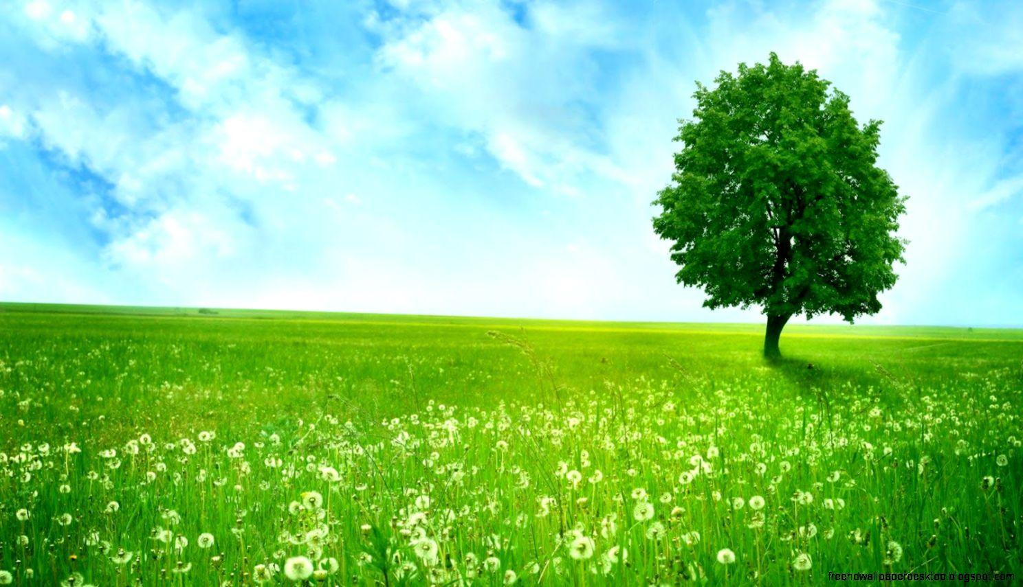 Grass Field Wallpapers - Top Free Grass Field Backgrounds - WallpaperAccess