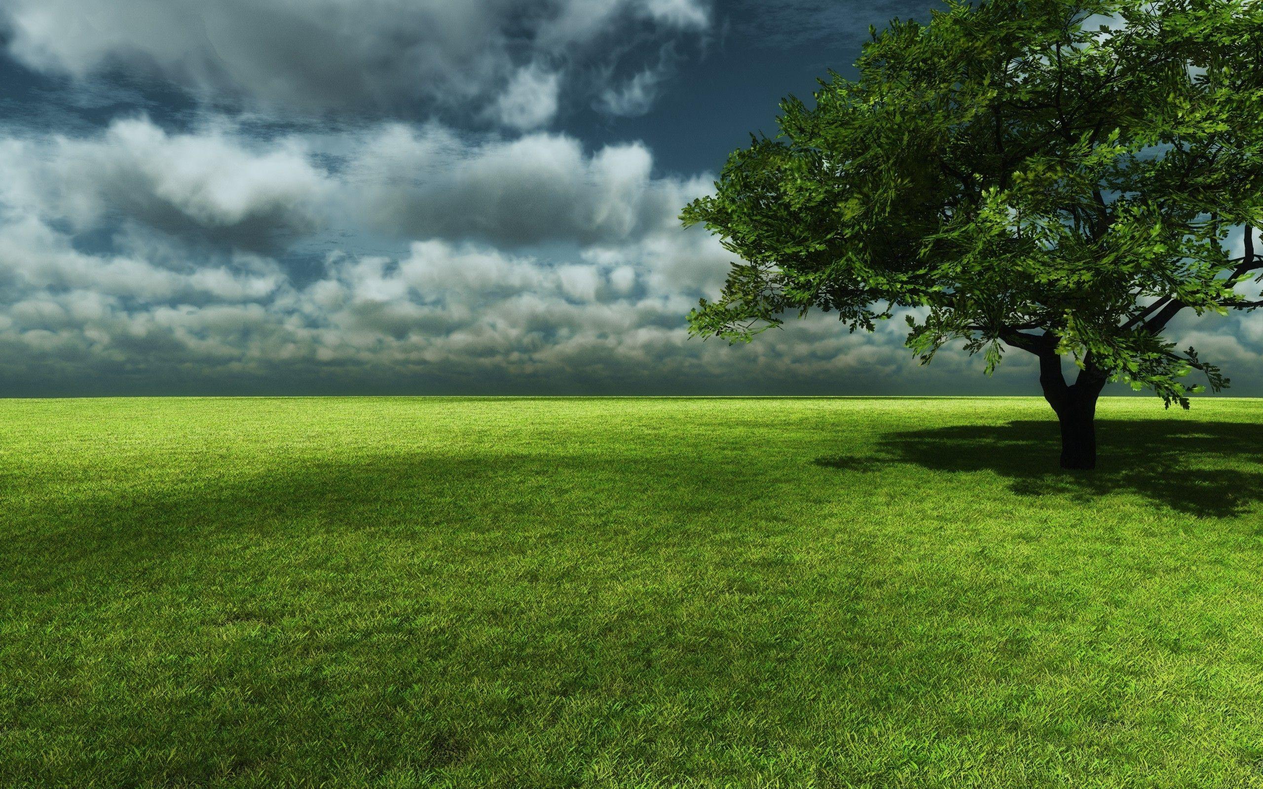 Grass Field Wallpapers - Top Free Grass Field Backgrounds - WallpaperAccess