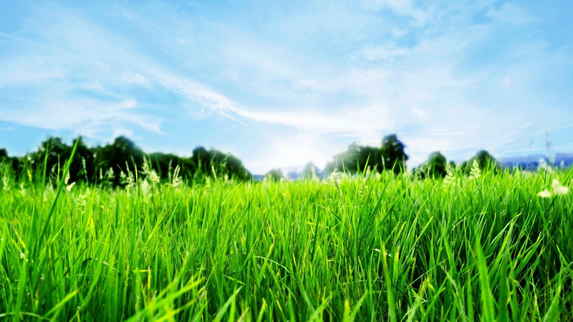 Grass Field Wallpapers - Top Free Grass Field Backgrounds - WallpaperAccess