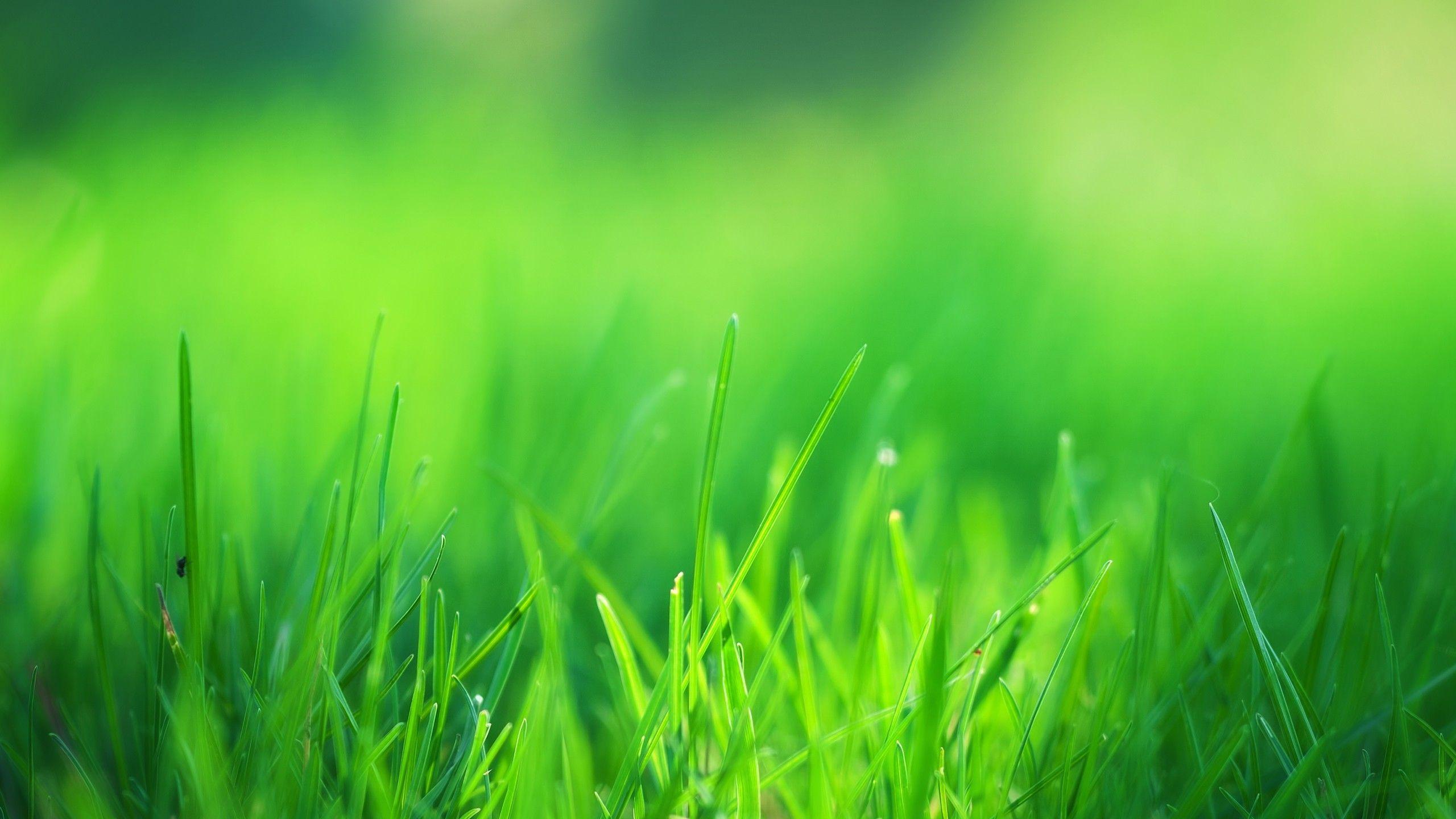 Grass Field Wallpapers - Top Free Grass Field Backgrounds - WallpaperAccess