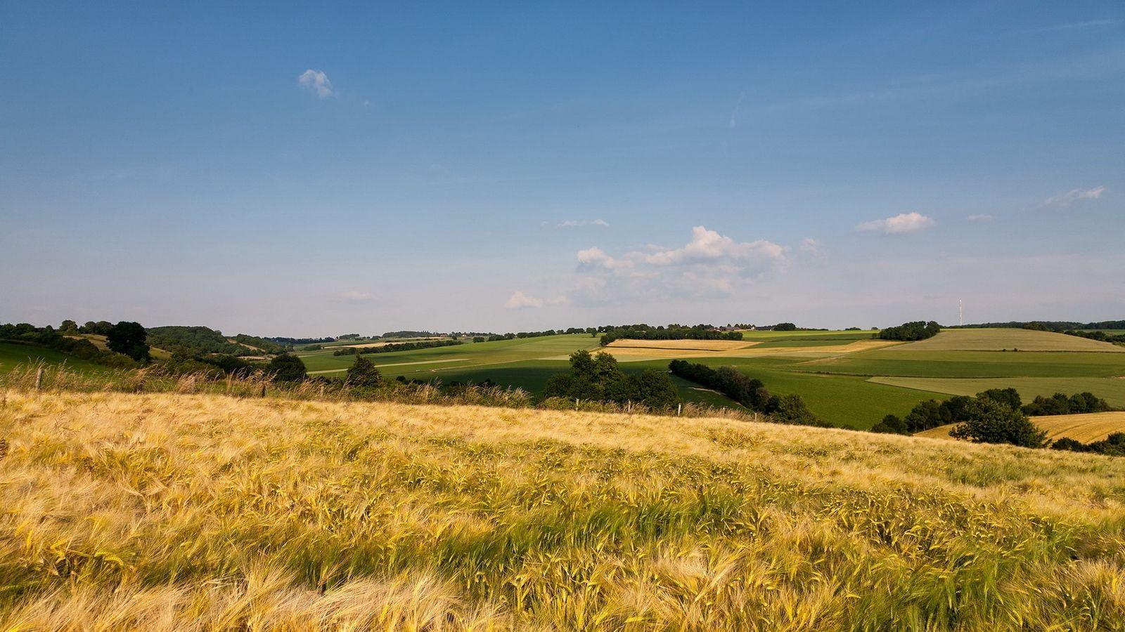 Grass Field Wallpapers - Top Free Grass Field Backgrounds - WallpaperAccess