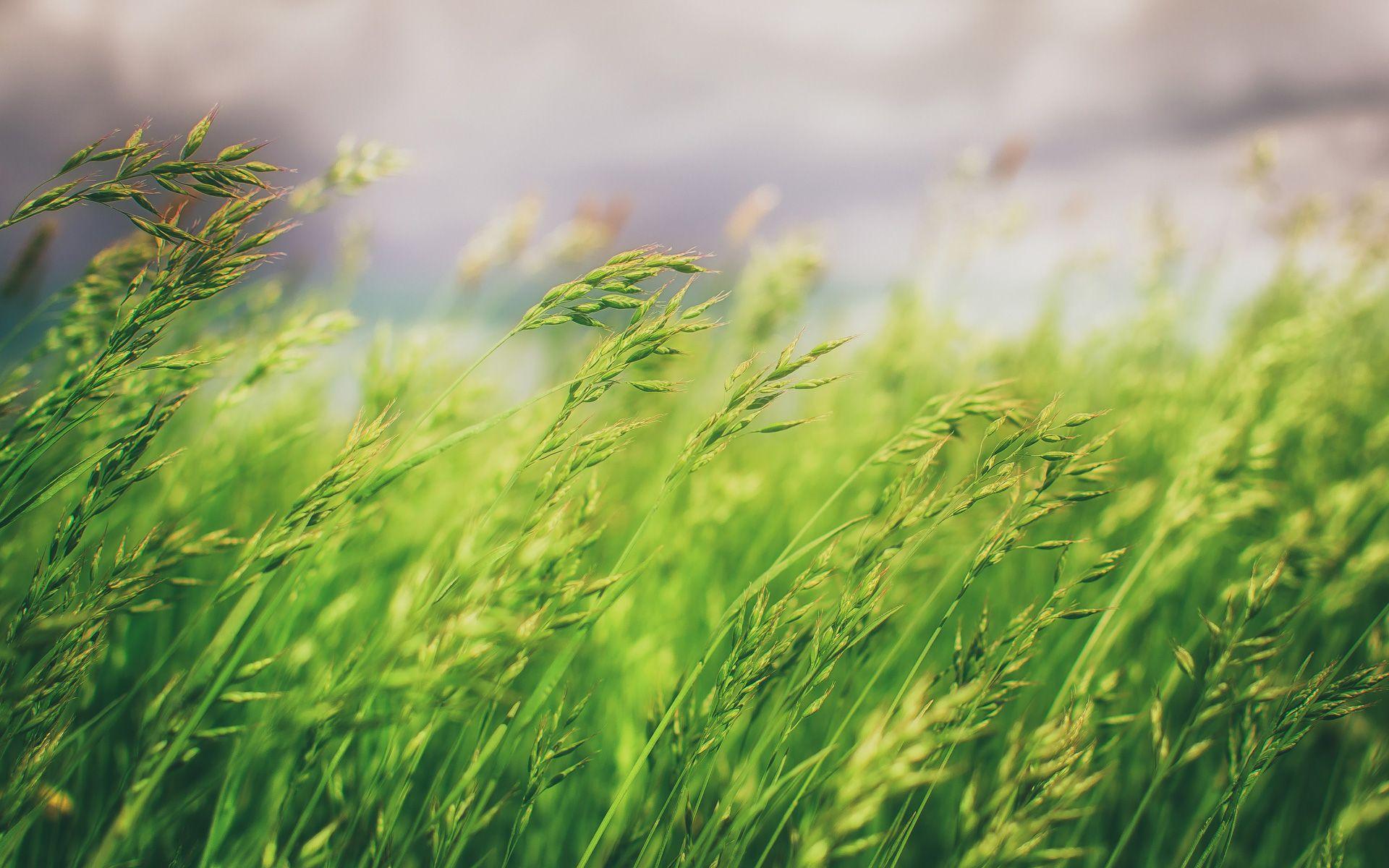 Grass Field Wallpapers - Top Free Grass Field Backgrounds - WallpaperAccess