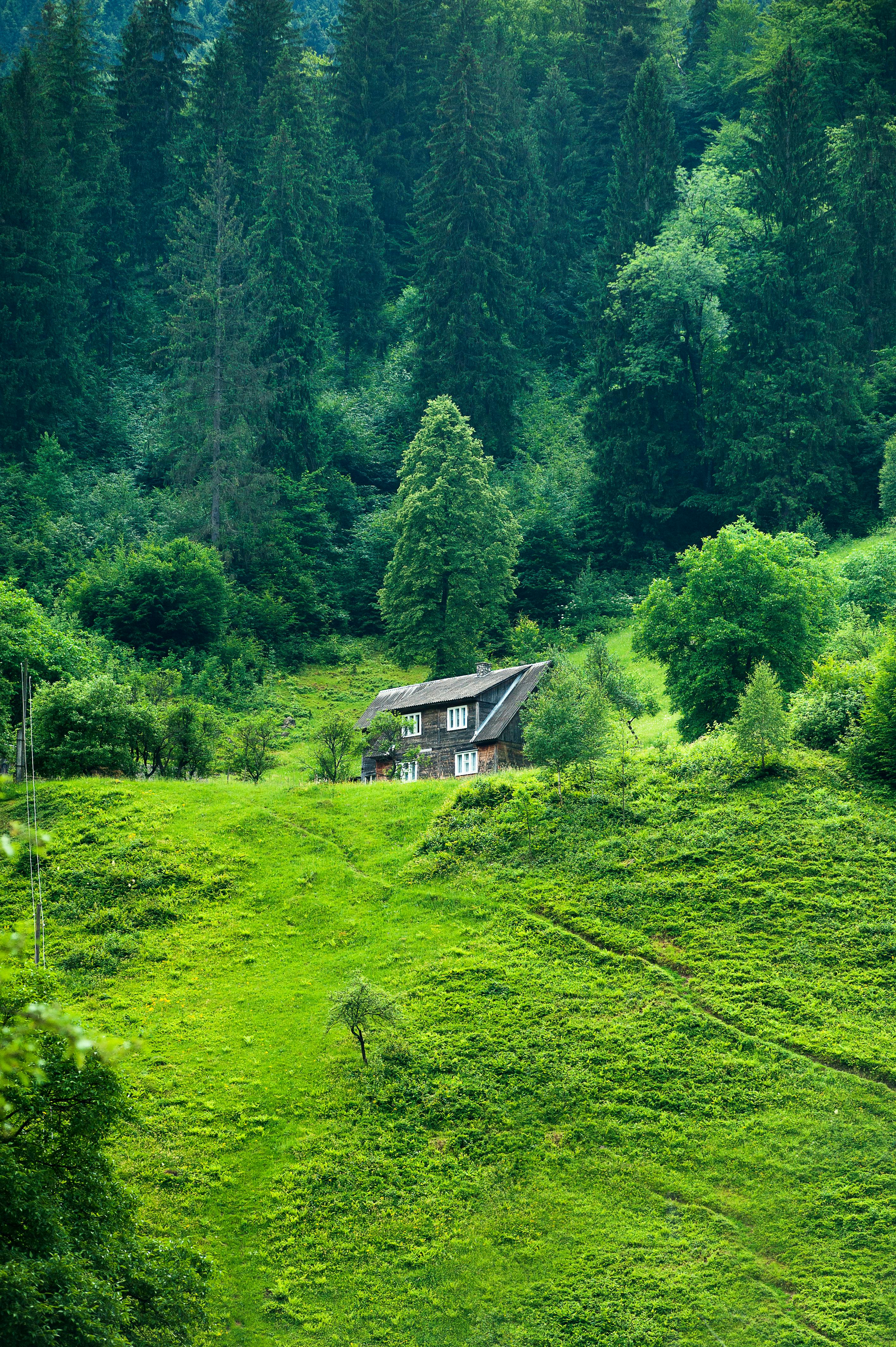 Nature Greenery Wallpapers - Top Free Nature Greenery Backgrounds ...