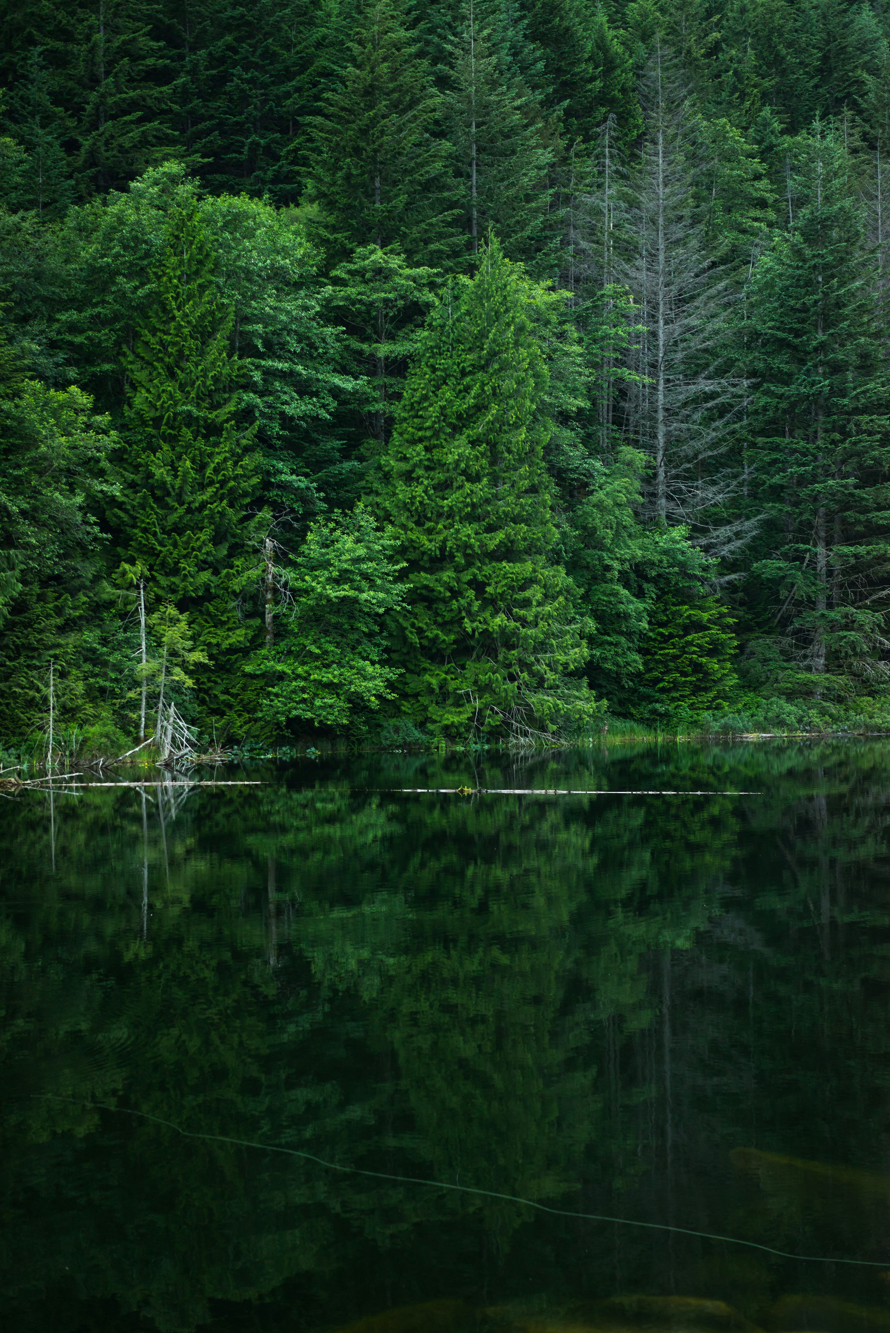 Nature Greenery Wallpapers - Top Free Nature Greenery Backgrounds ...
