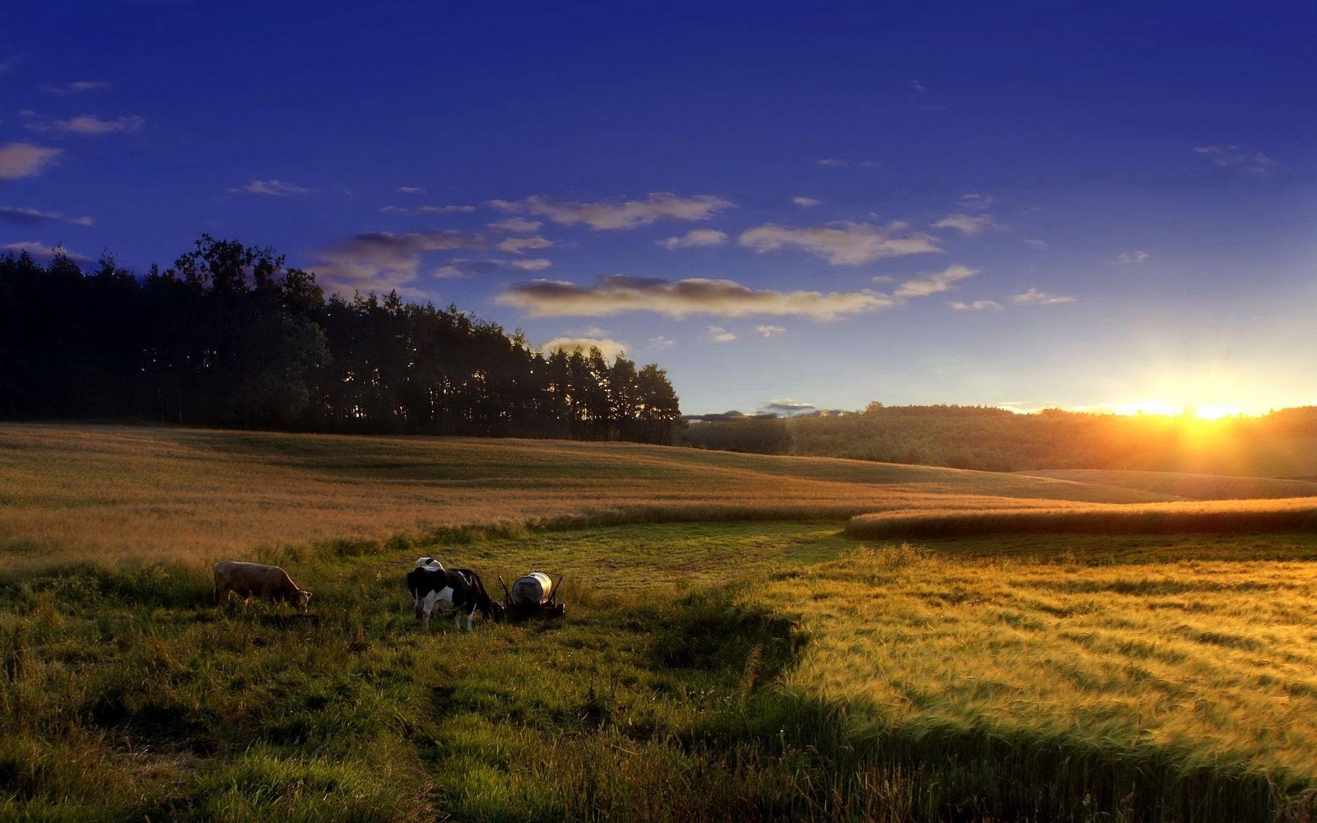 Pasture Wallpapers - Top Free Pasture Backgrounds - WallpaperAccess