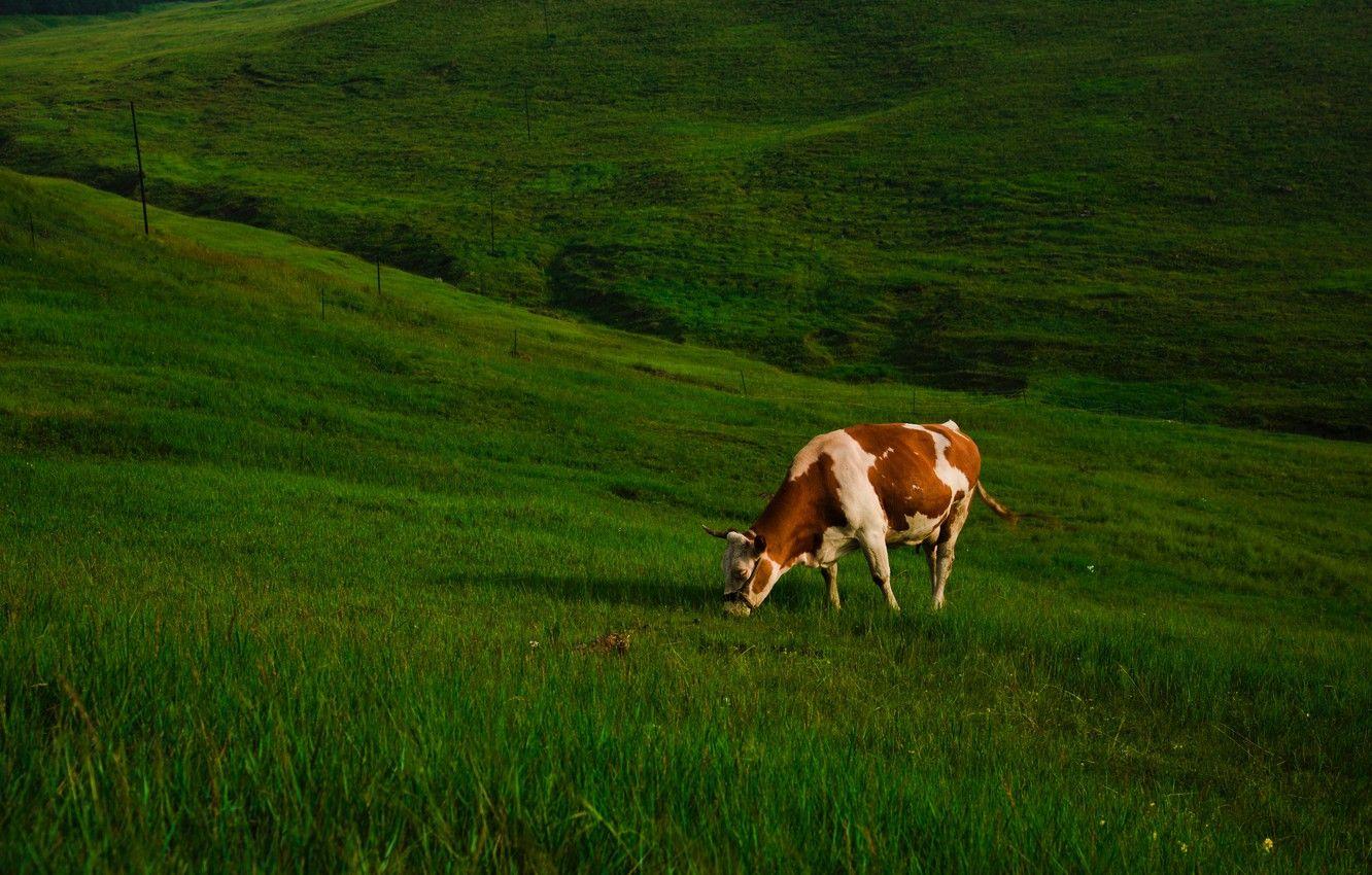 Pasture Wallpapers - Top Free Pasture Backgrounds - WallpaperAccess