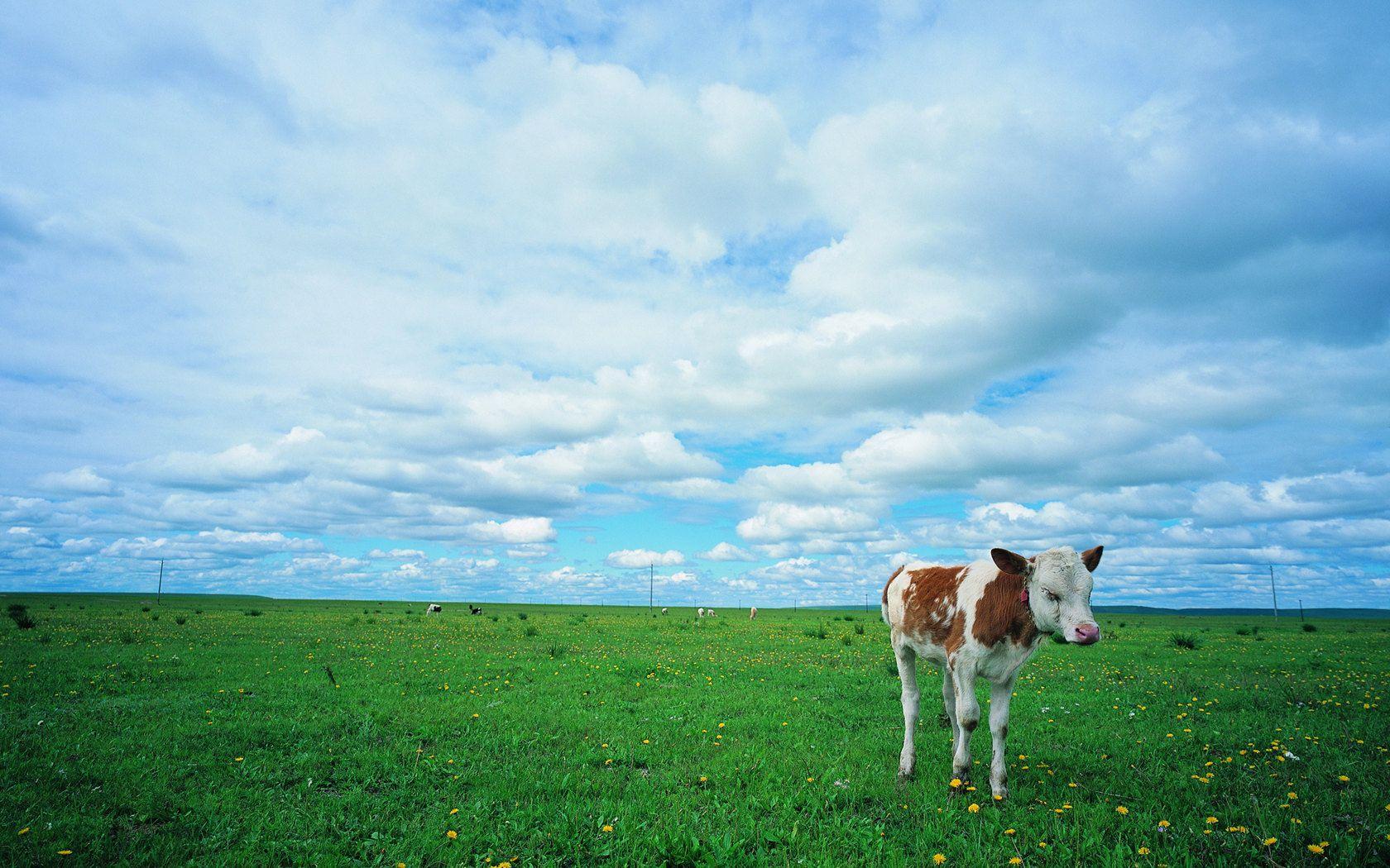 Pasture Wallpapers - Top Free Pasture Backgrounds - WallpaperAccess