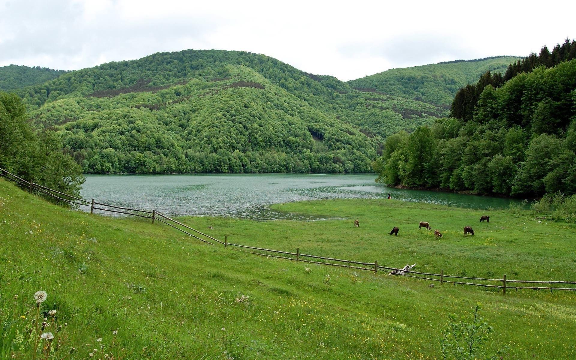 Pasture Wallpapers - Top Free Pasture Backgrounds - WallpaperAccess