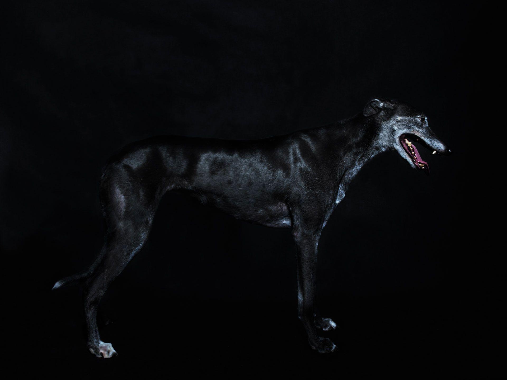 Greyhound Wallpapers - Top Free Greyhound Backgrounds - WallpaperAccess