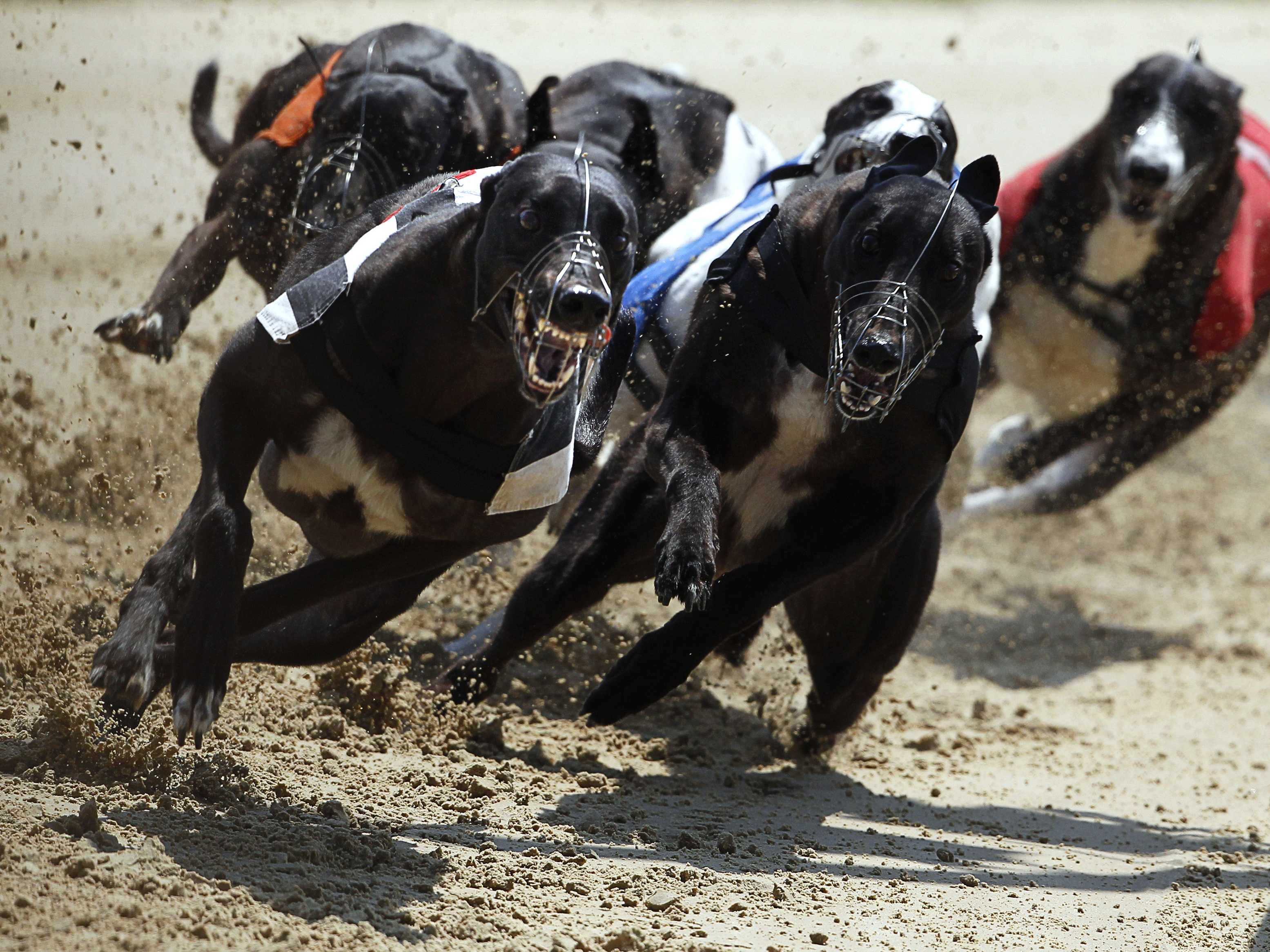 Greyhound Wallpapers - Top Free Greyhound Backgrounds - WallpaperAccess