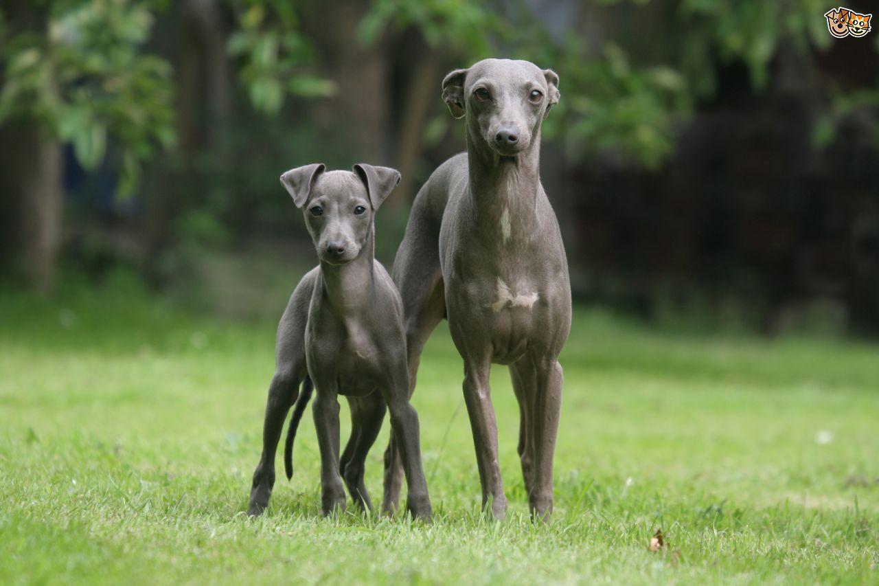 Greyhound Wallpapers - Top Free Greyhound Backgrounds - WallpaperAccess