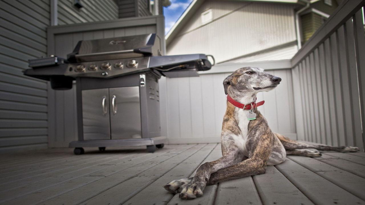 Greyhound Wallpapers - Top Free Greyhound Backgrounds - WallpaperAccess