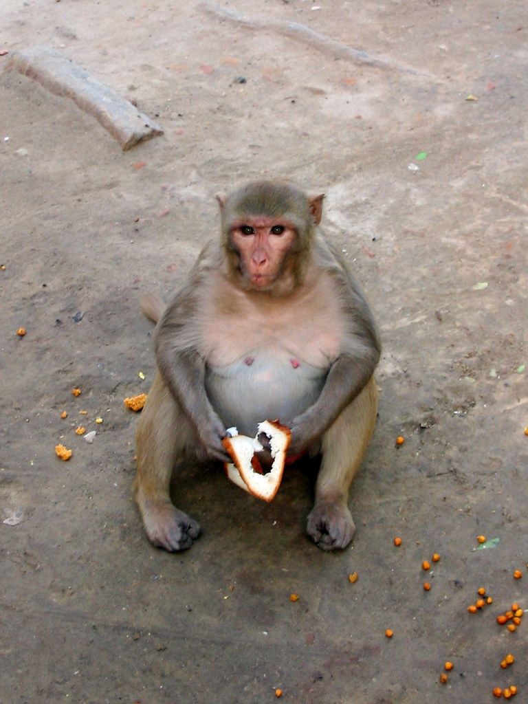 Fat Monkey Wallpapers - Top Free Fat Monkey Backgrounds - WallpaperAccess