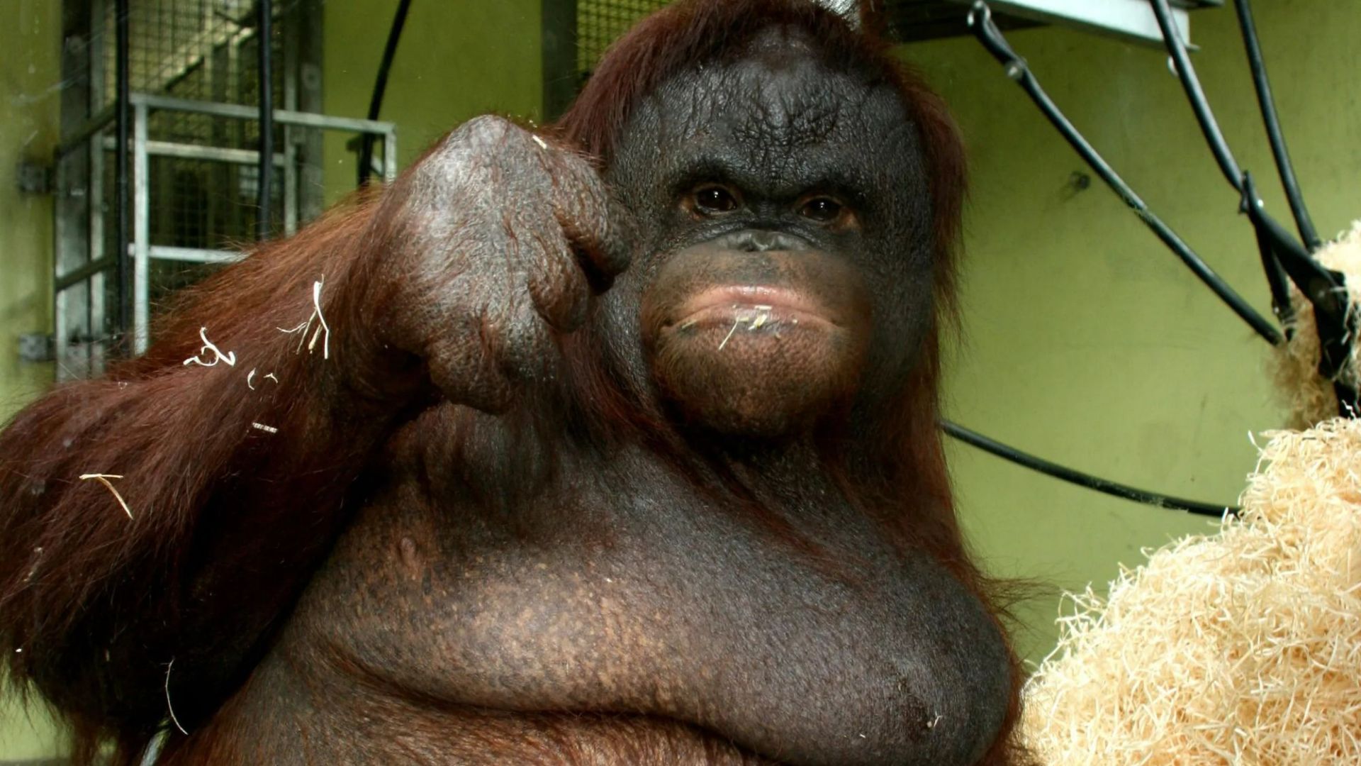 Fat Monkey Wallpapers - Top Free Fat Monkey Backgrounds - WallpaperAccess