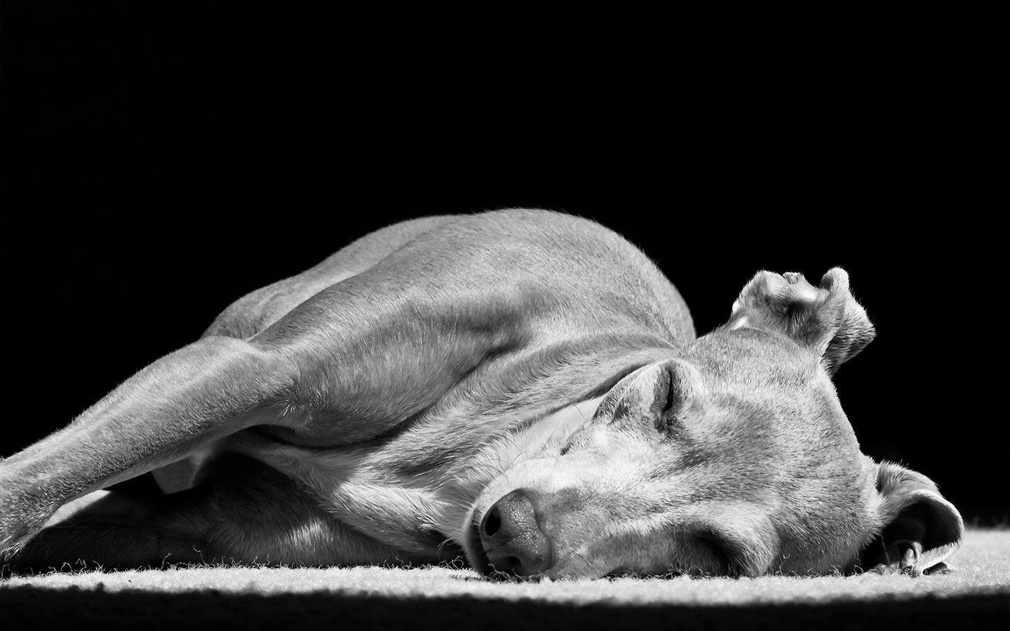 Greyhound Wallpapers - Top Free Greyhound Backgrounds - WallpaperAccess