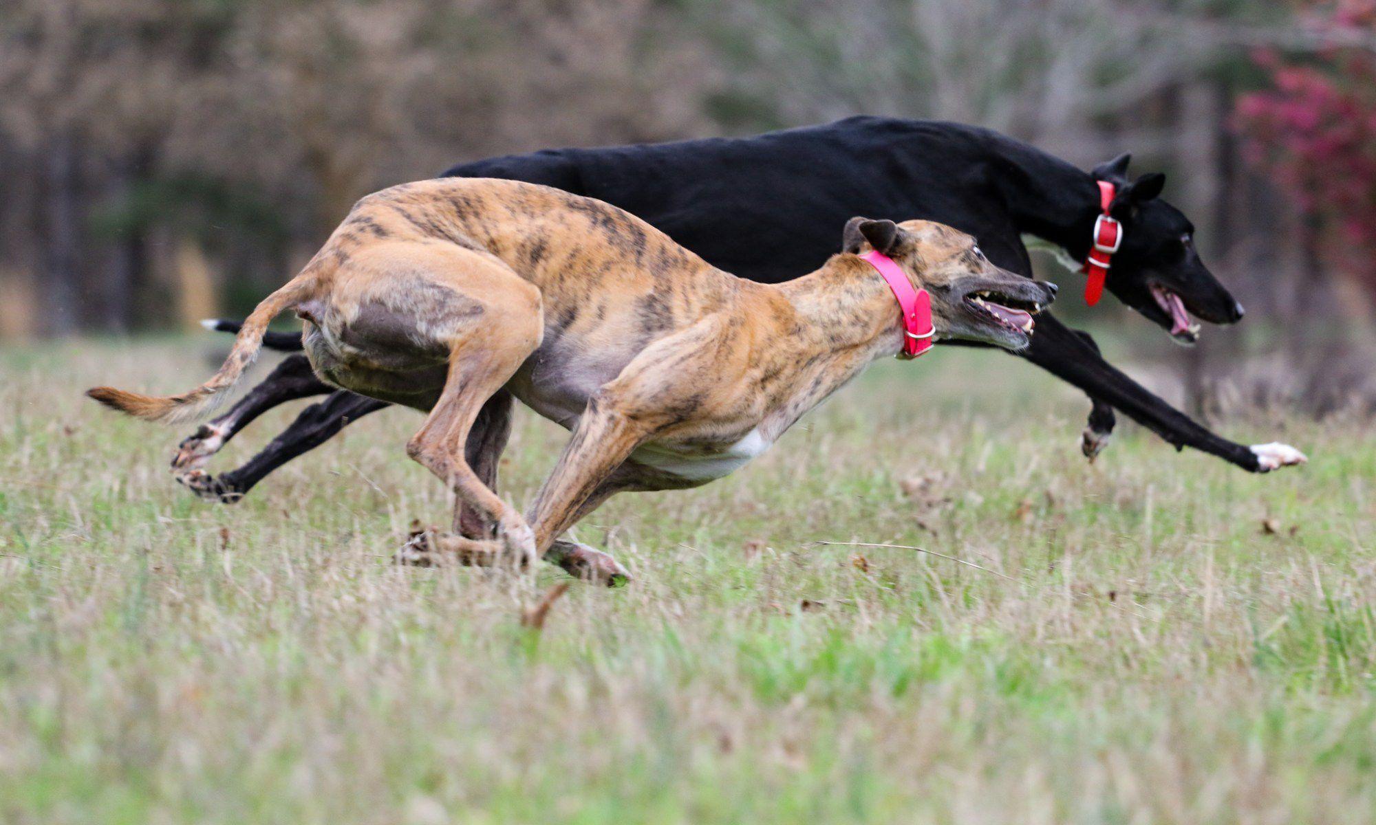 Greyhound Wallpapers - Top Free Greyhound Backgrounds - WallpaperAccess