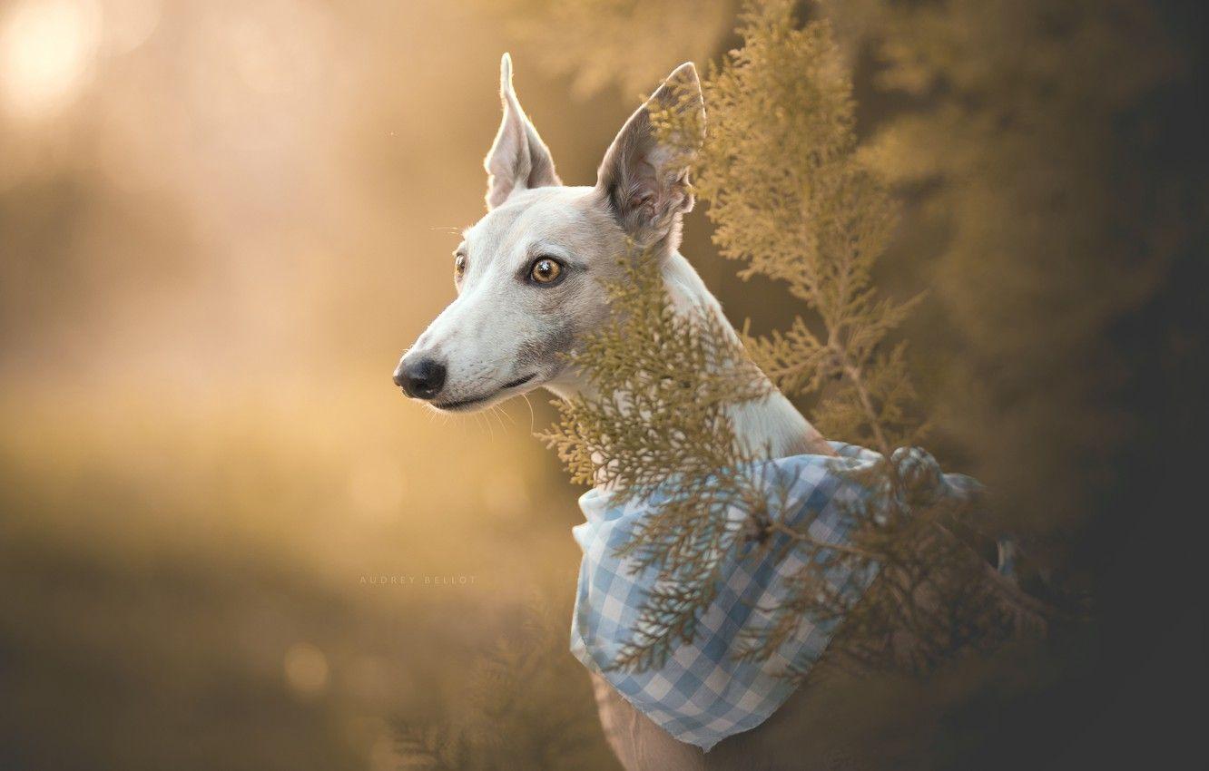Greyhound Wallpapers - Top Free Greyhound Backgrounds - WallpaperAccess