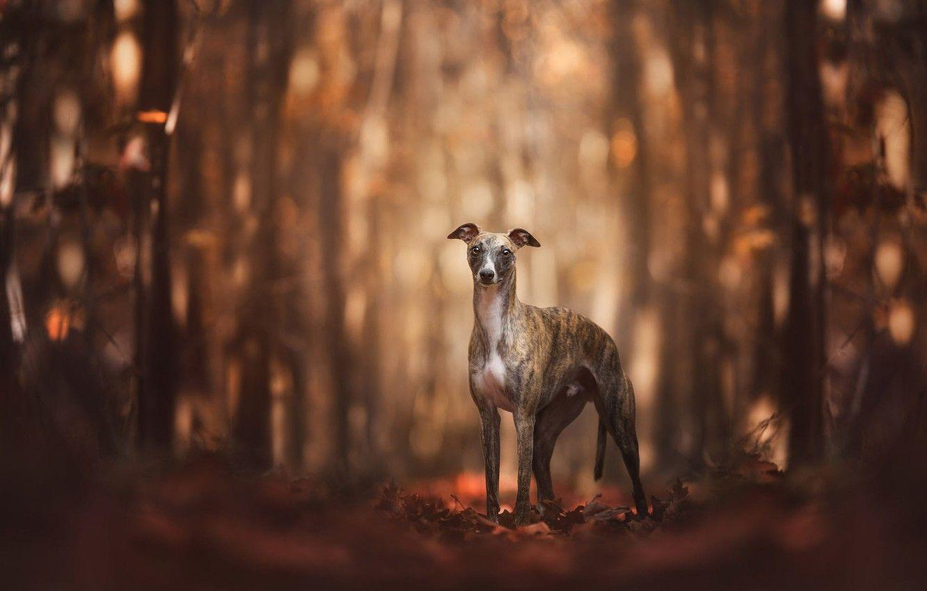 Greyhound Wallpapers - Top Free Greyhound Backgrounds - WallpaperAccess