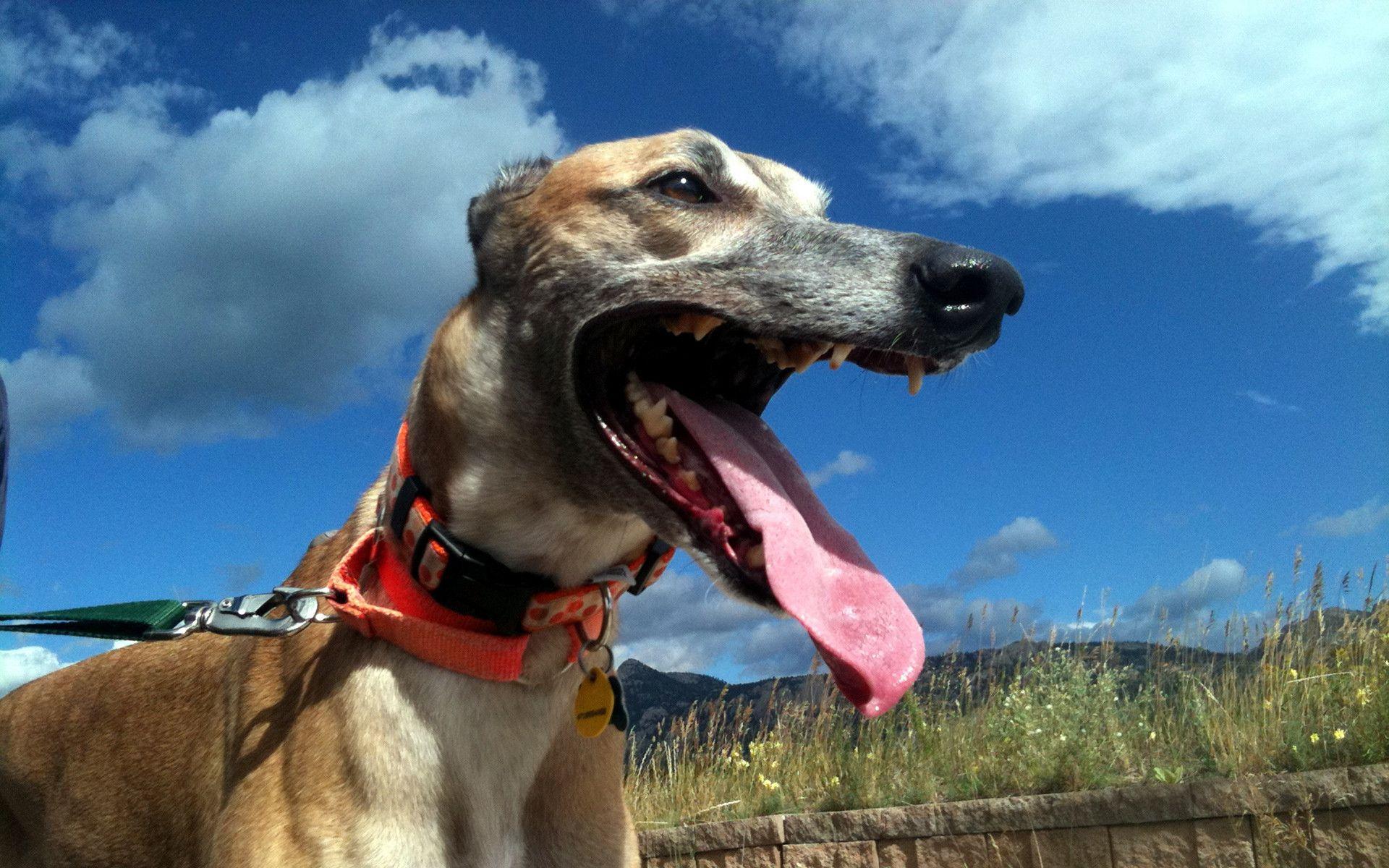 Greyhound Wallpapers - Top Free Greyhound Backgrounds - WallpaperAccess