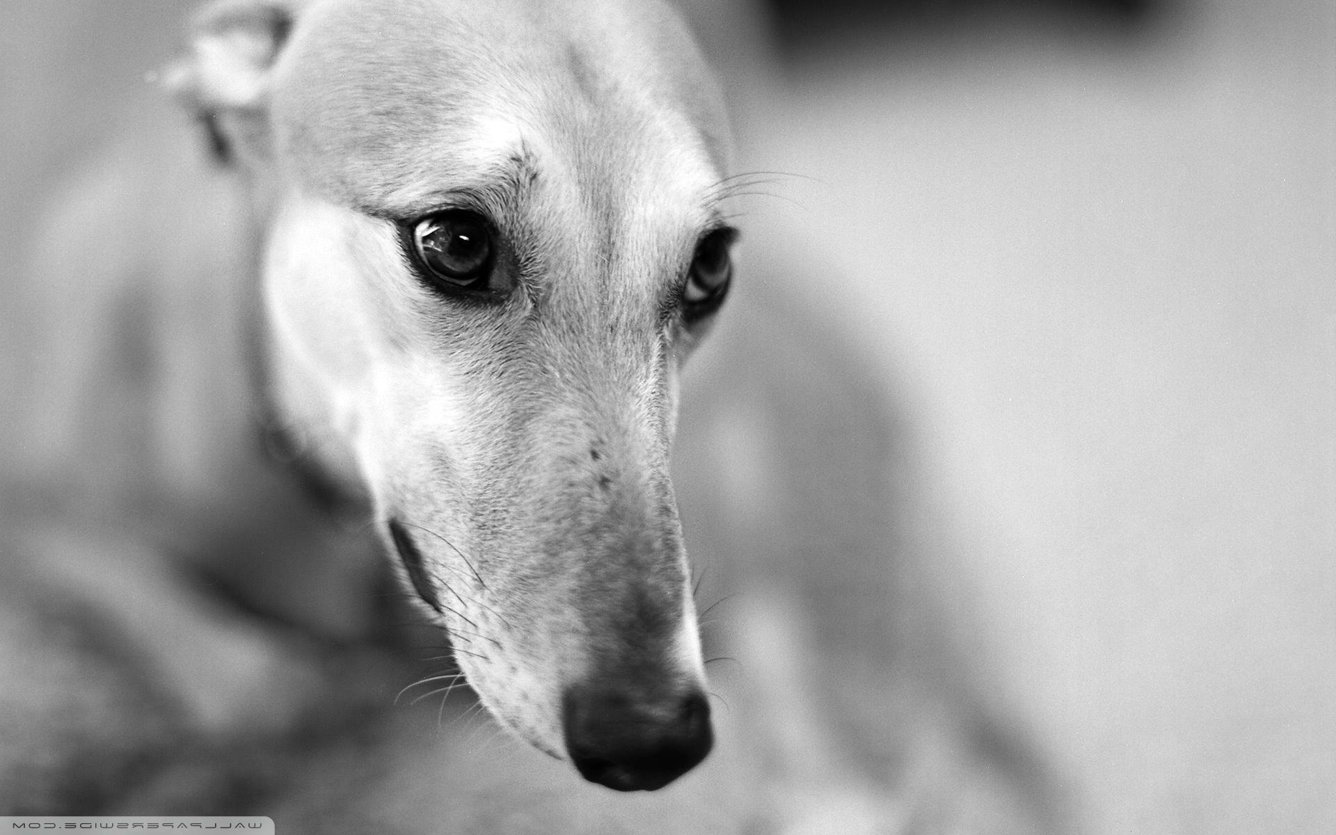 Greyhound Wallpapers - Top Free Greyhound Backgrounds - WallpaperAccess