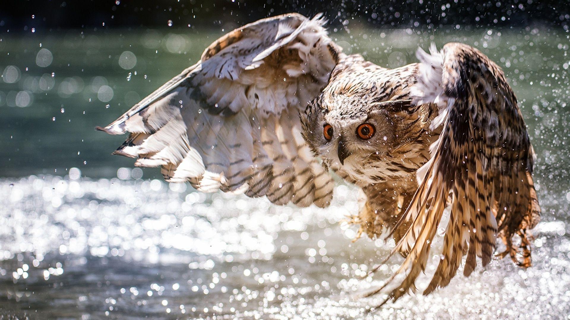 Animal Water Wallpapers - Top Free Animal Water Backgrounds ...