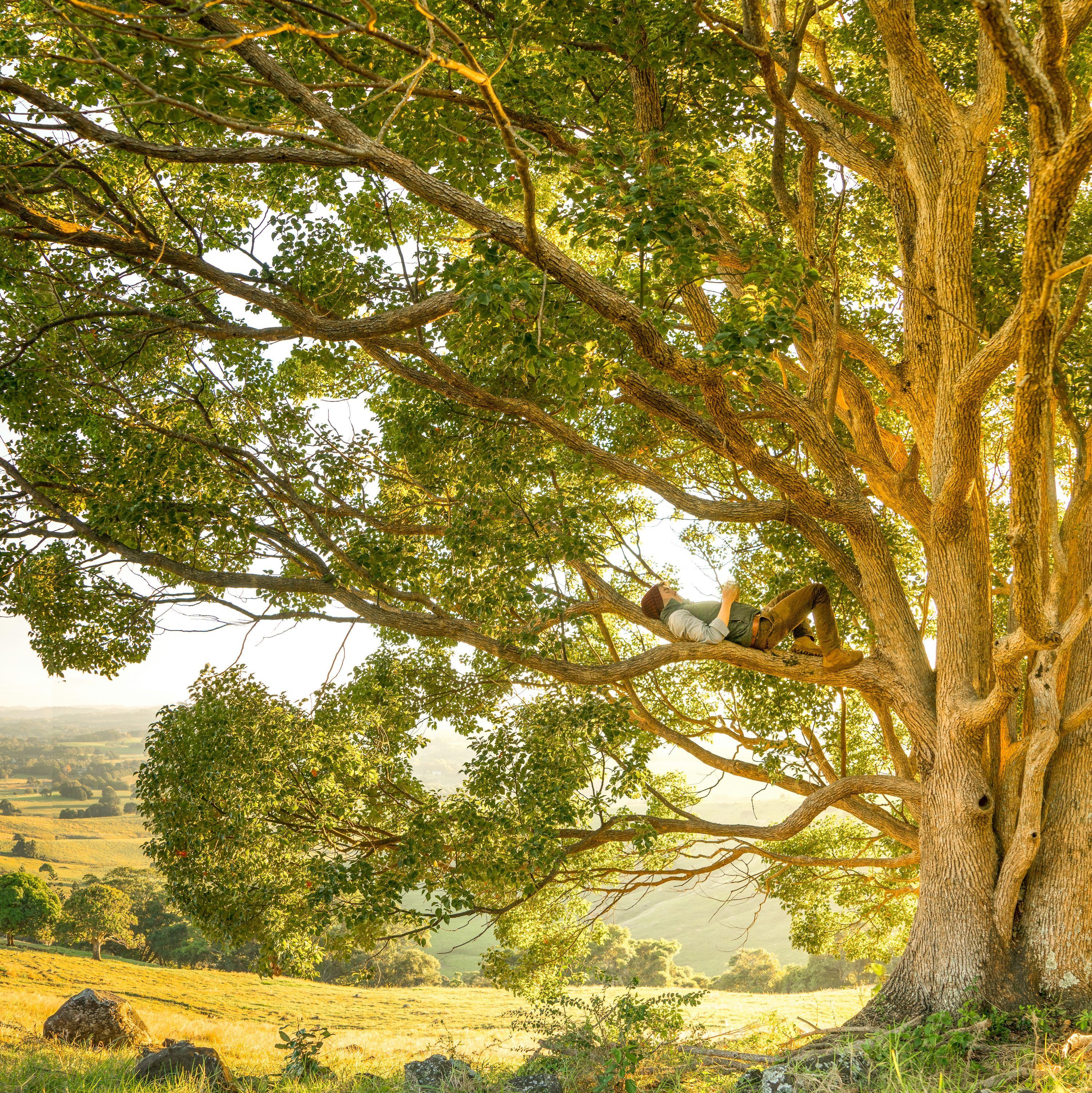 Peepal Tree Wallpapers - Top Free Peepal Tree Backgrounds - WallpaperAccess