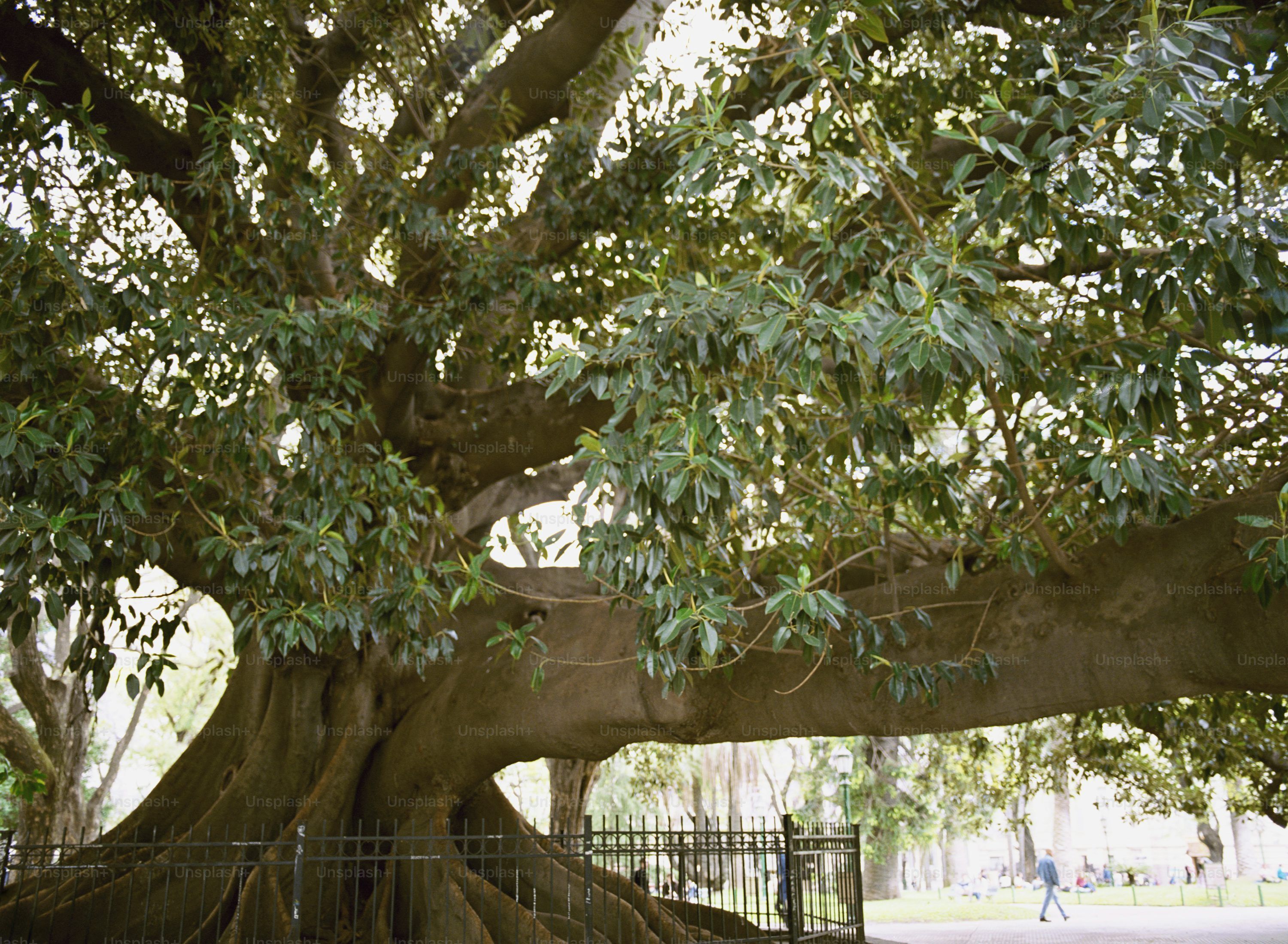 Peepal Tree Wallpapers - Top Free Peepal Tree Backgrounds - WallpaperAccess