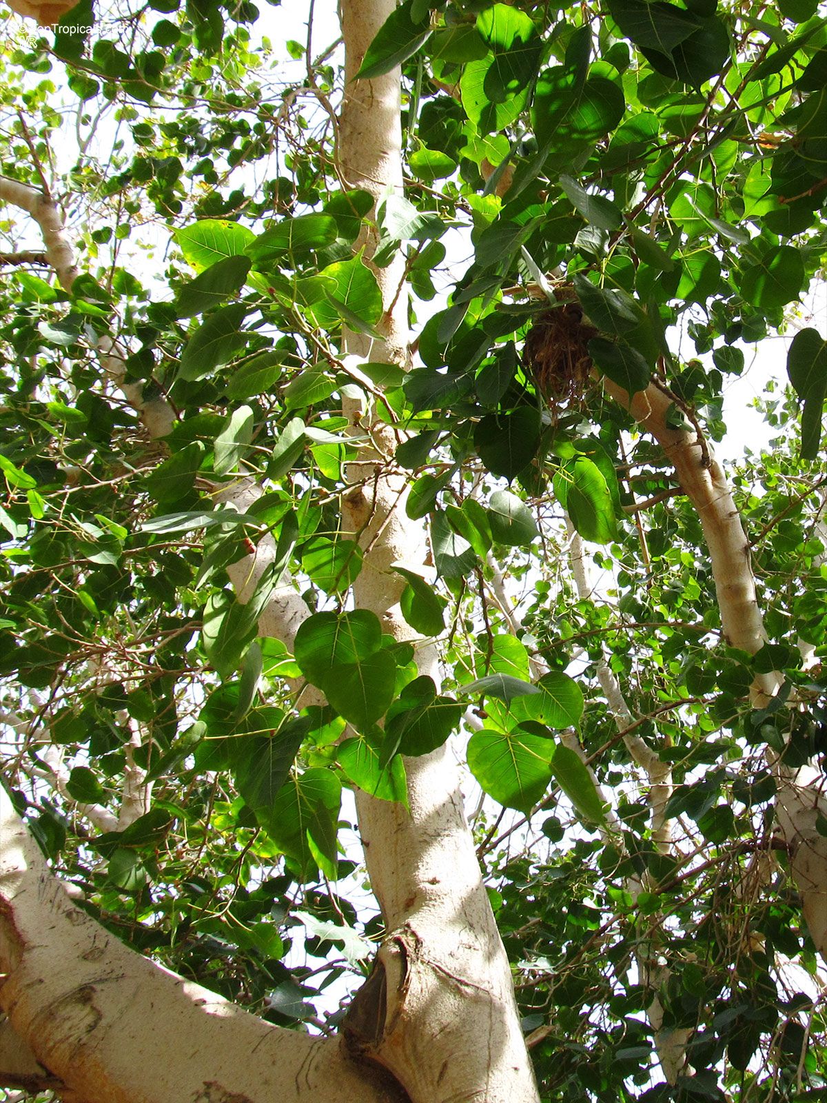 Peepal Tree Wallpapers - Top Free Peepal Tree Backgrounds - WallpaperAccess
