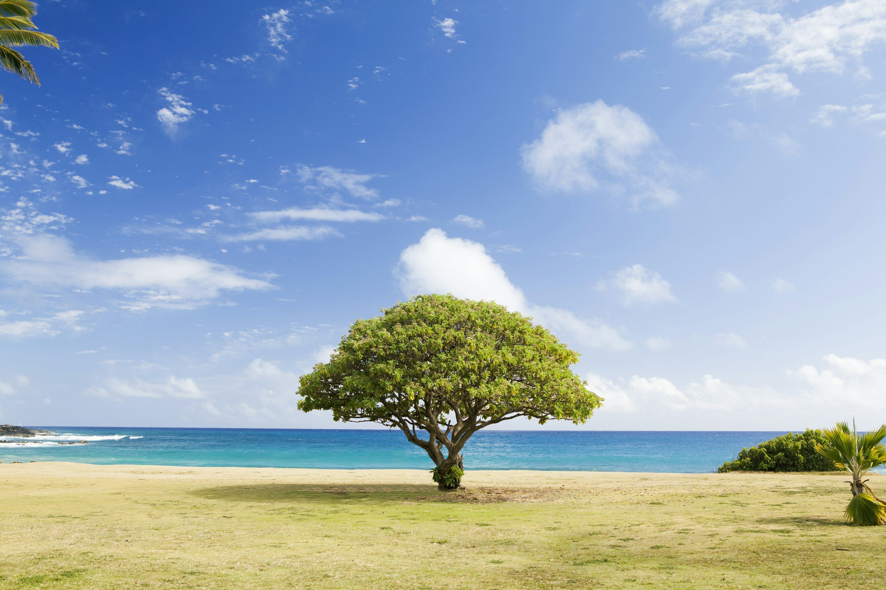 Peepal Tree Wallpapers - Top Free Peepal Tree Backgrounds - WallpaperAccess
