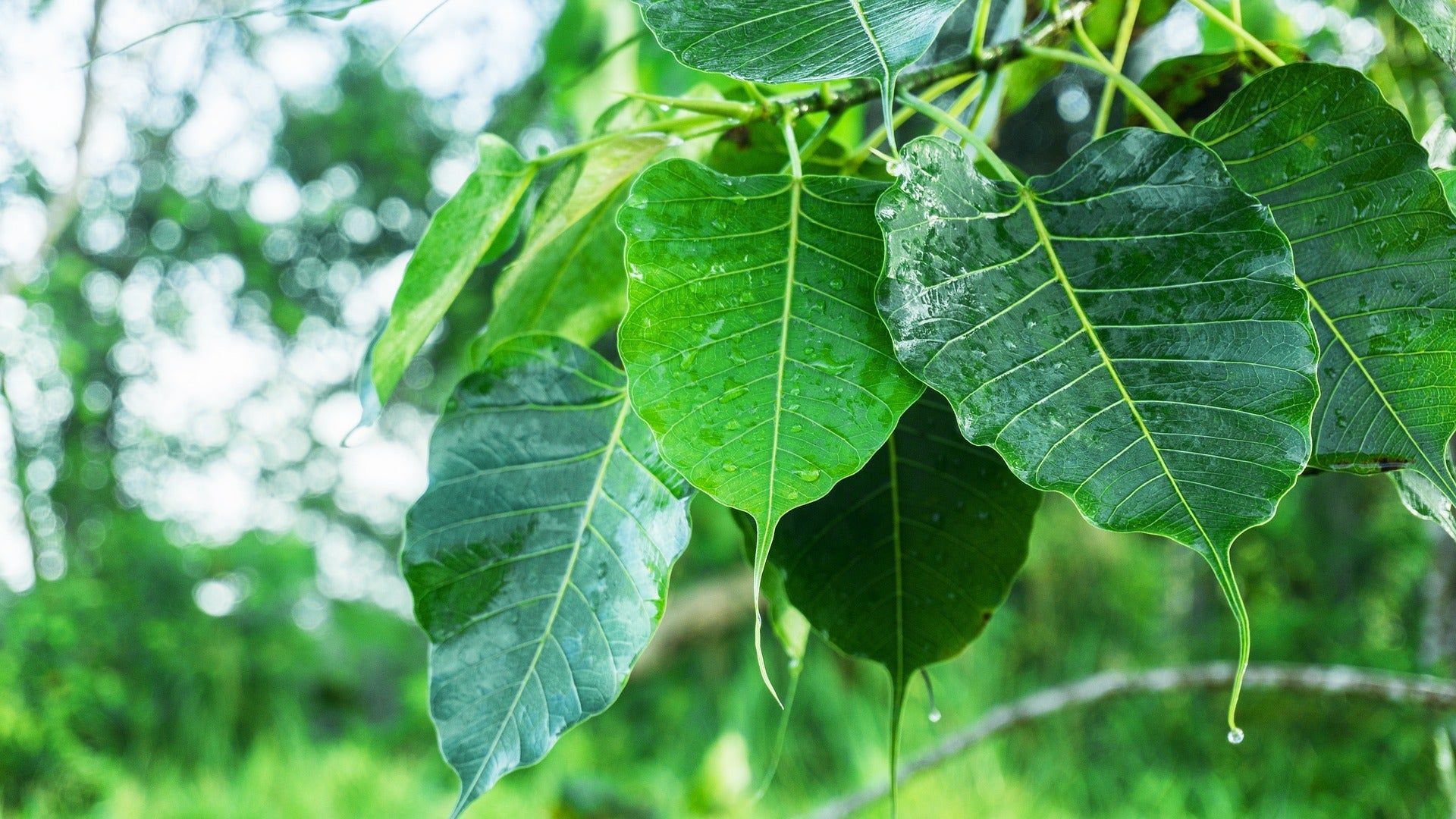 Peepal Tree Wallpapers - Top Free Peepal Tree Backgrounds - WallpaperAccess