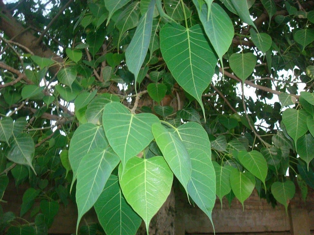 Peepal Tree Wallpapers - Top Free Peepal Tree Backgrounds - WallpaperAccess