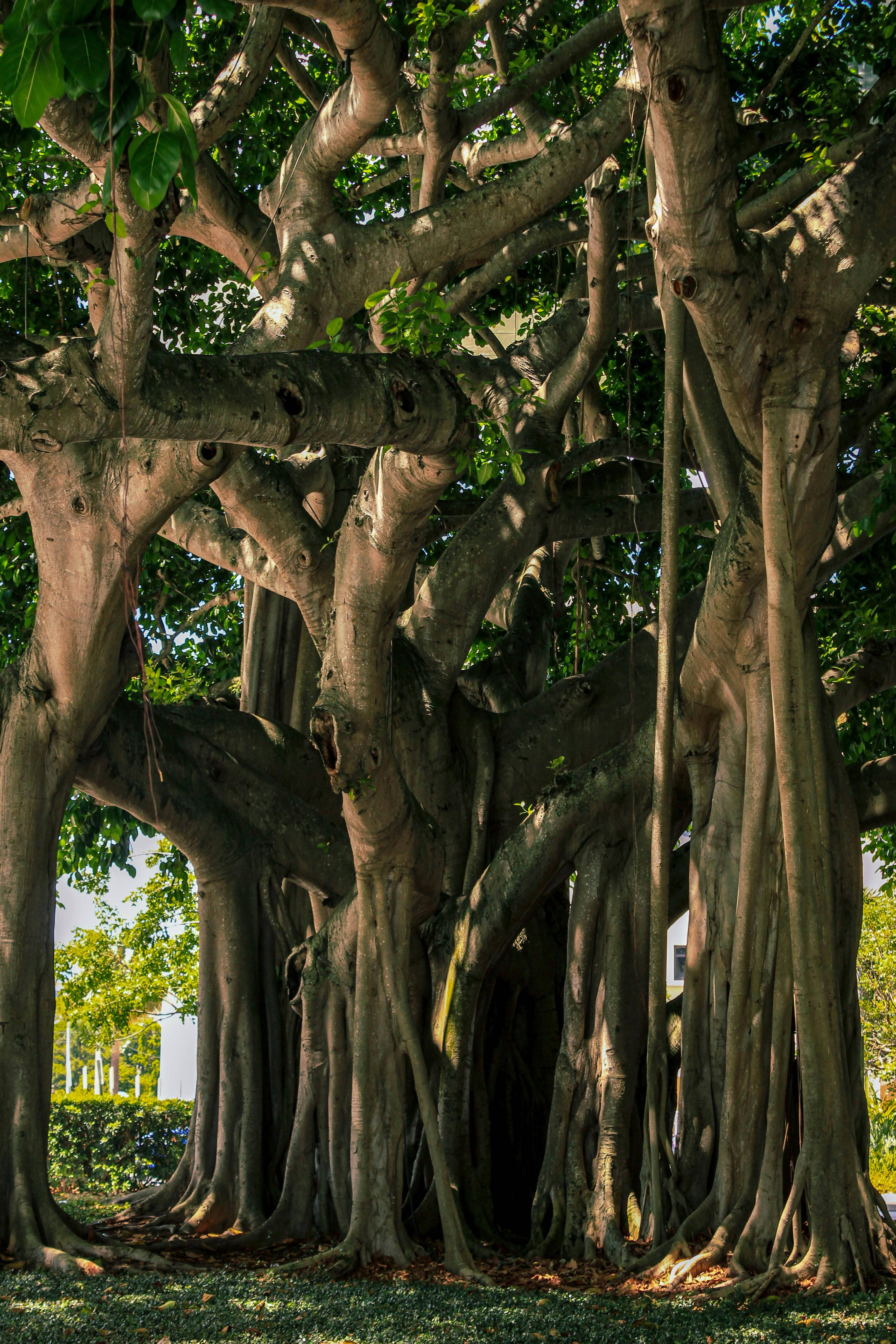 Peepal Tree Wallpapers - Top Free Peepal Tree Backgrounds - WallpaperAccess