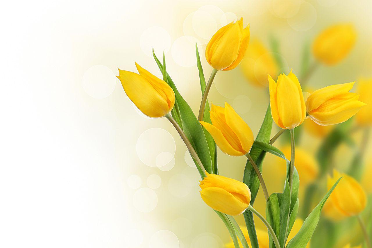 Tulips PC Wallpapers - Top Free Tulips PC Backgrounds - WallpaperAccess